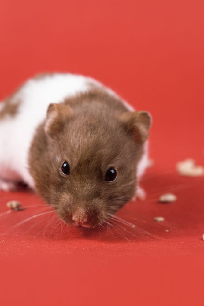 4.764+ Fotos y Imágenes de Hamster Gratis · Banco de Fotos Gratis