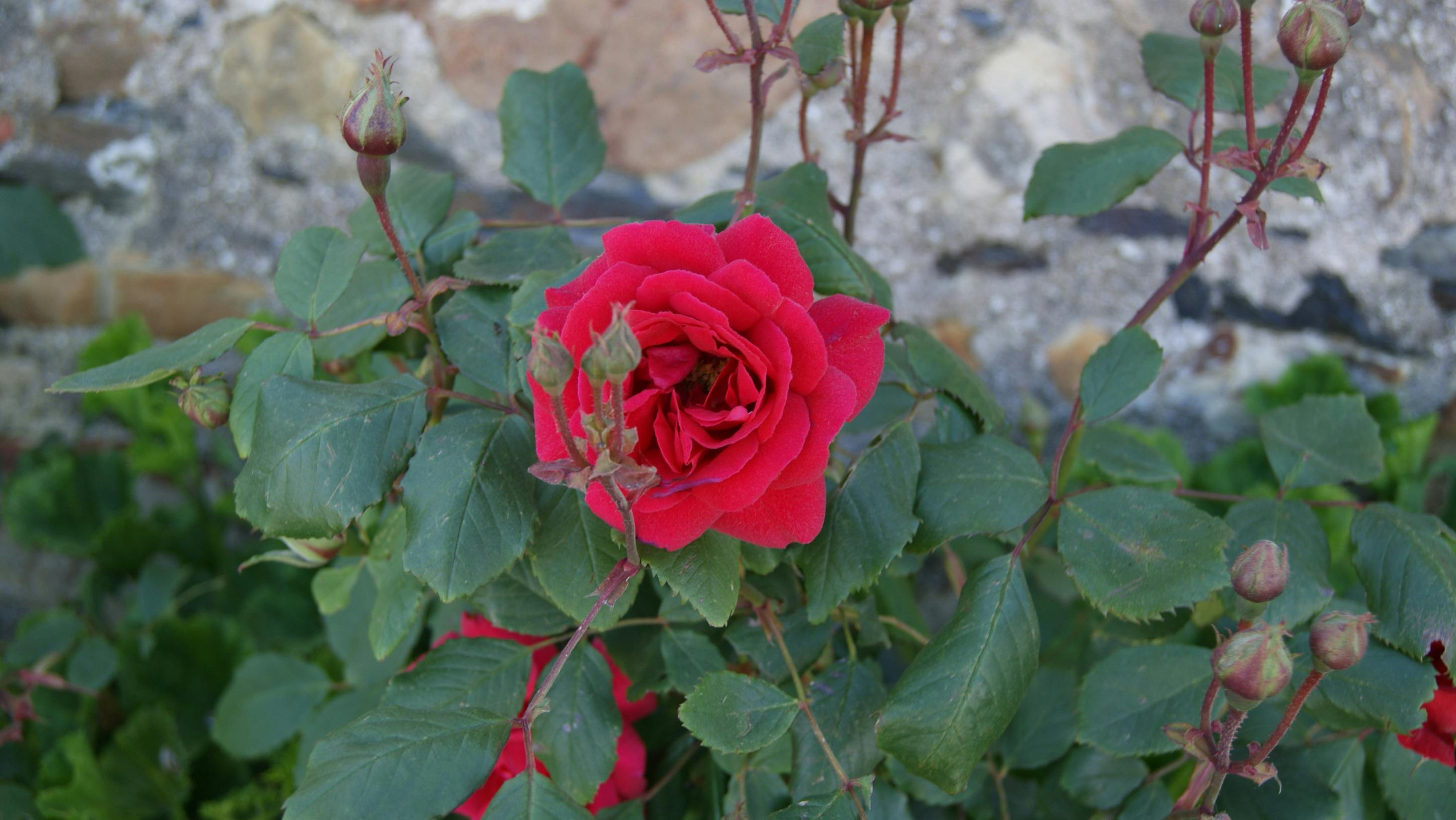 What is the Origin of Magenta Plant