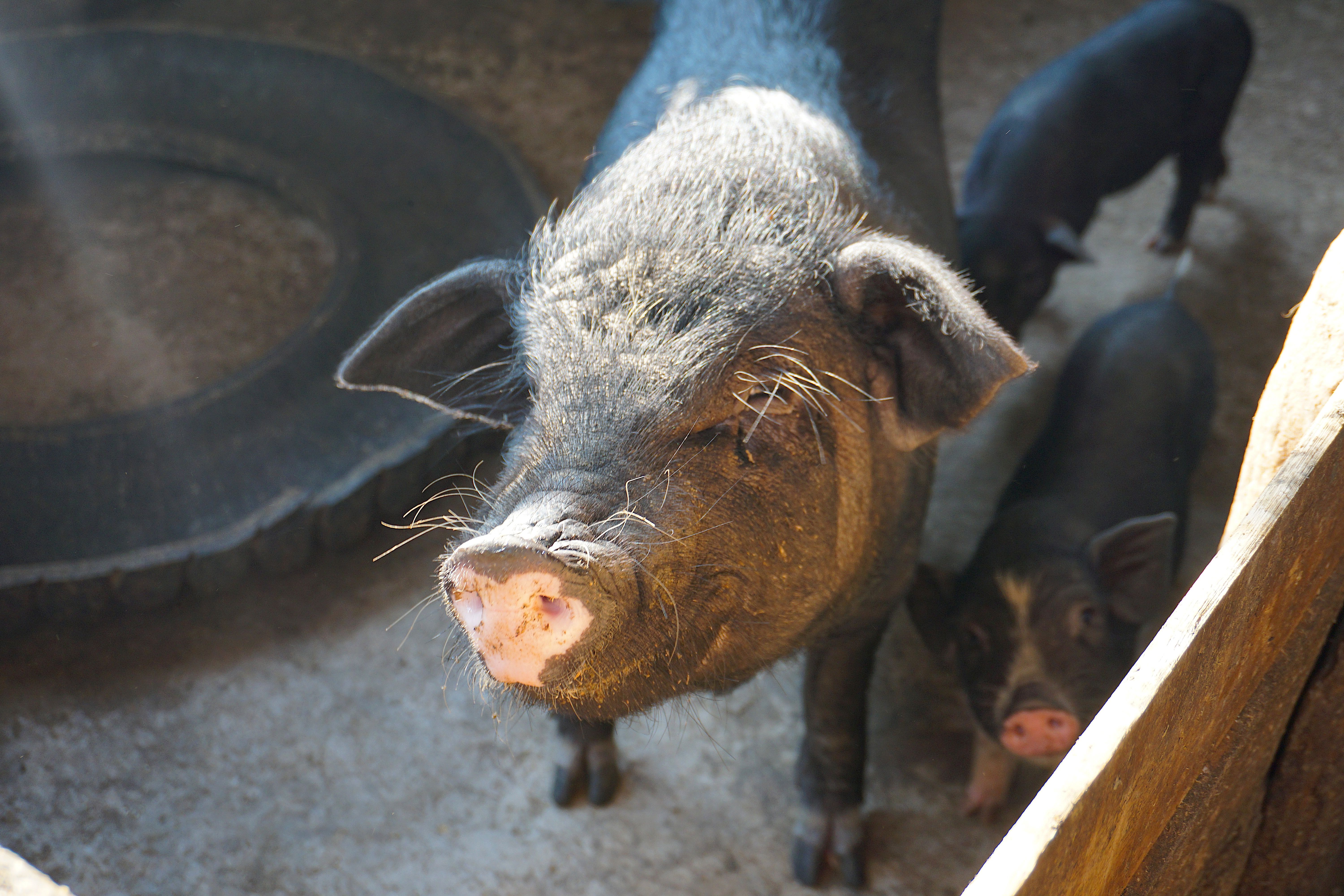 Black Pig with Piglets in Bac Ha, Vietnam Farm · Free Stock Photo
