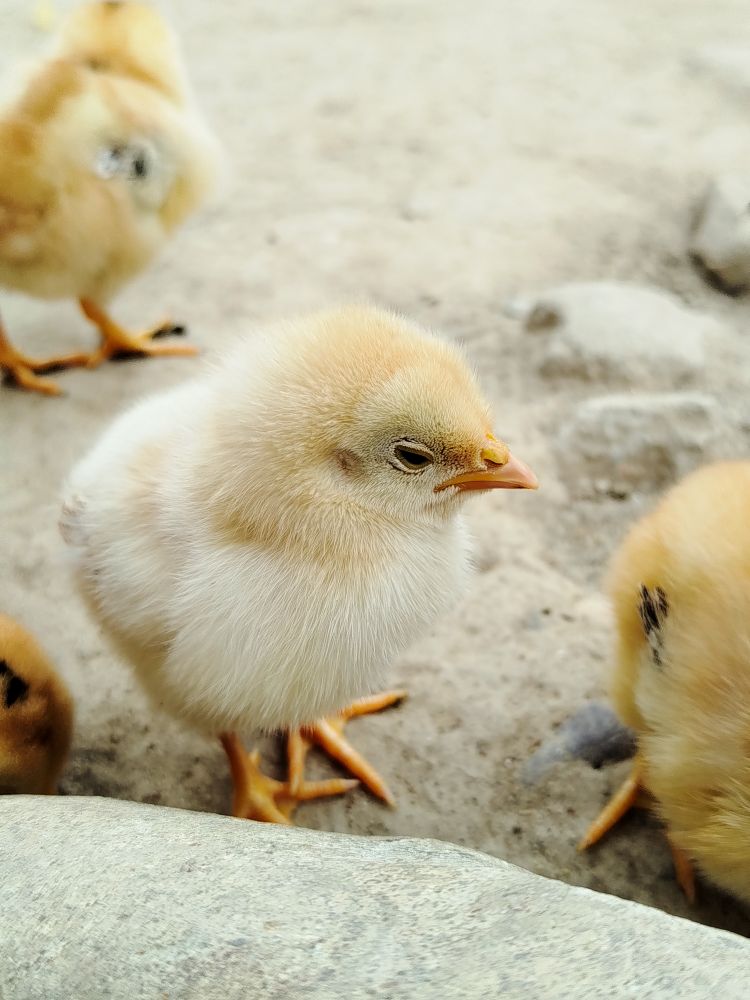 4.406+ Fotos y Imágenes de Pollito Gratis · Banco de Fotos Gratis