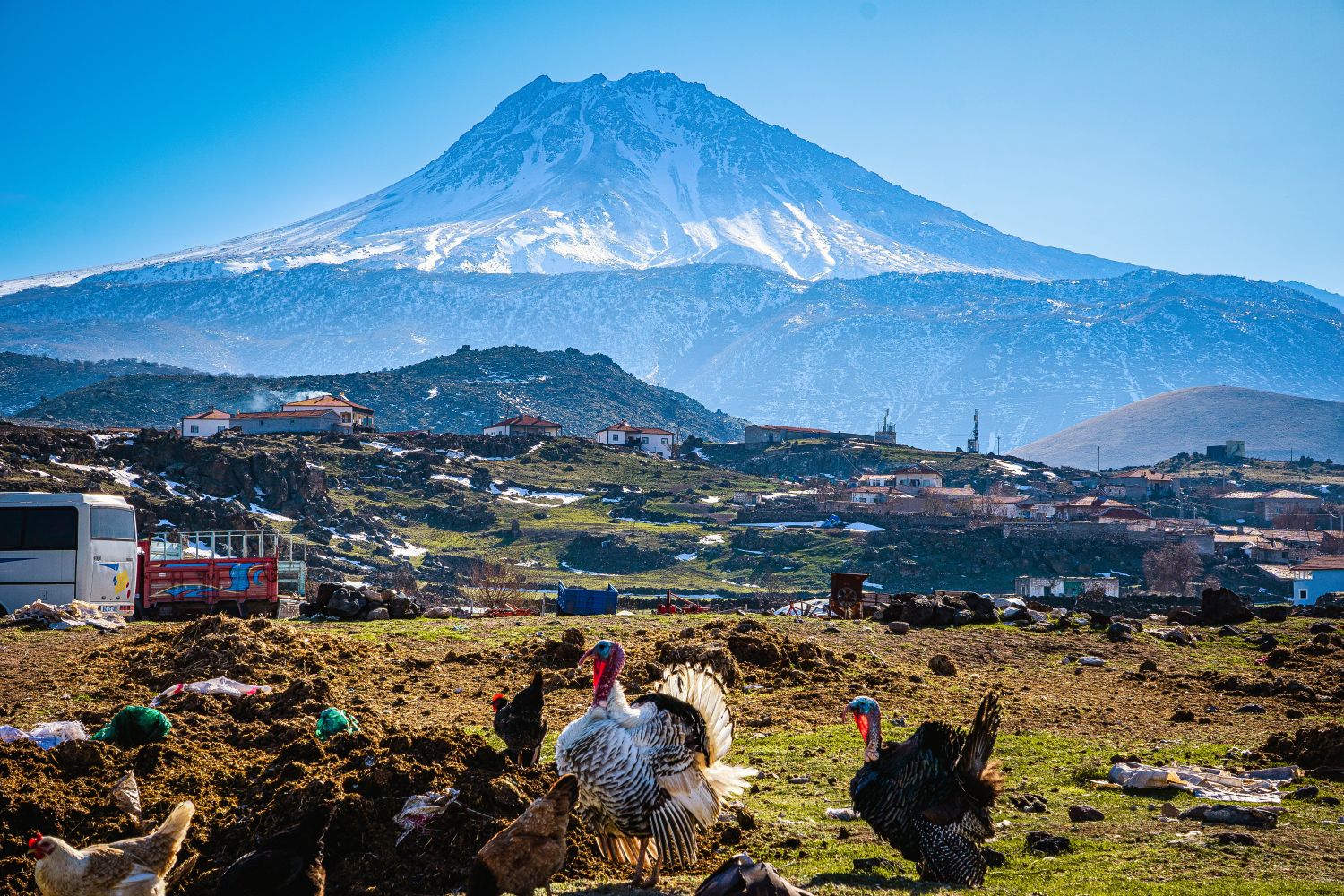 Quintessential Turkey Photos, Download The BEST Free Quintessential ...