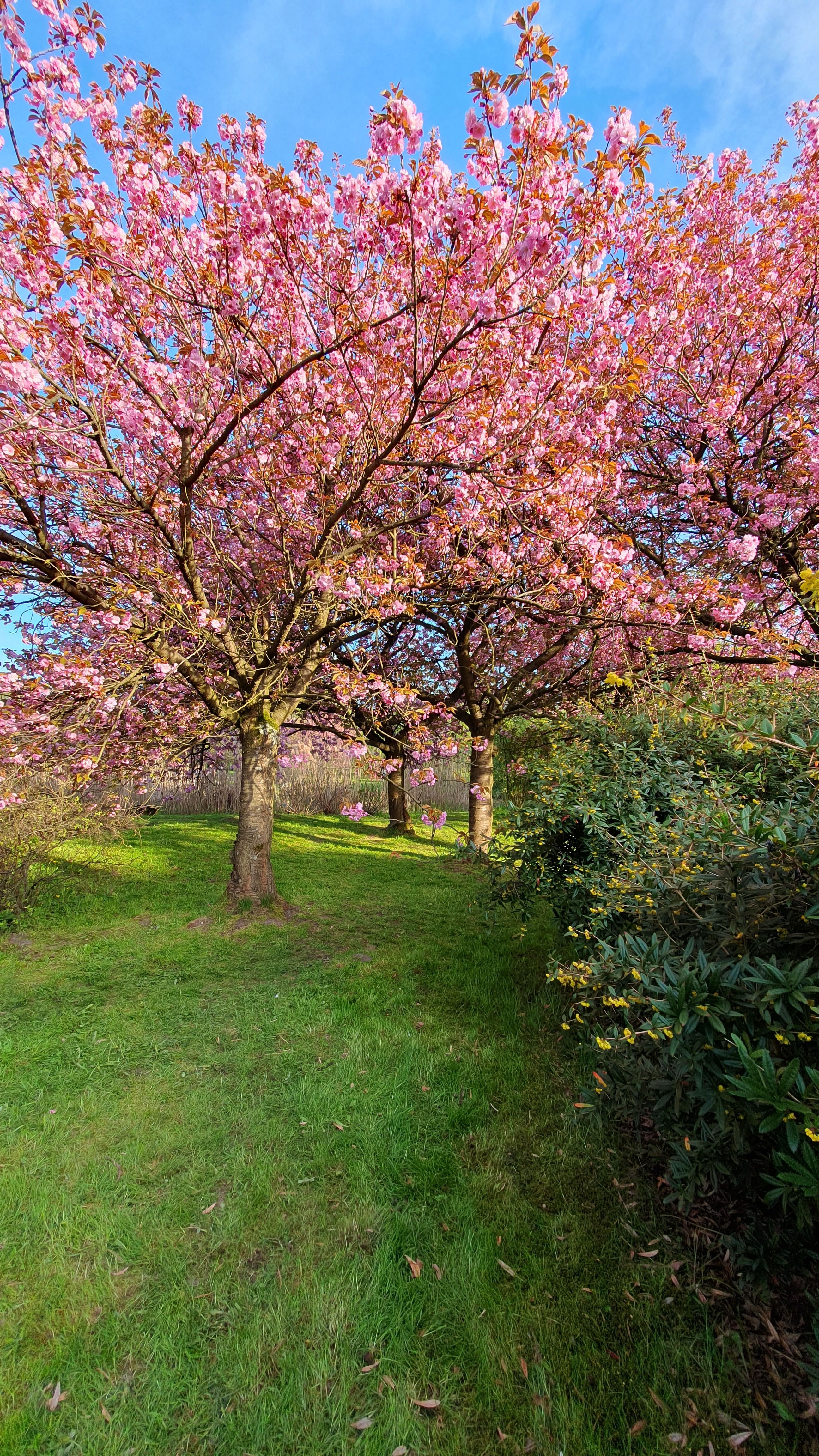 Vibrant Cherry Blossom Trees in Full Bloom · Free Stock Photo