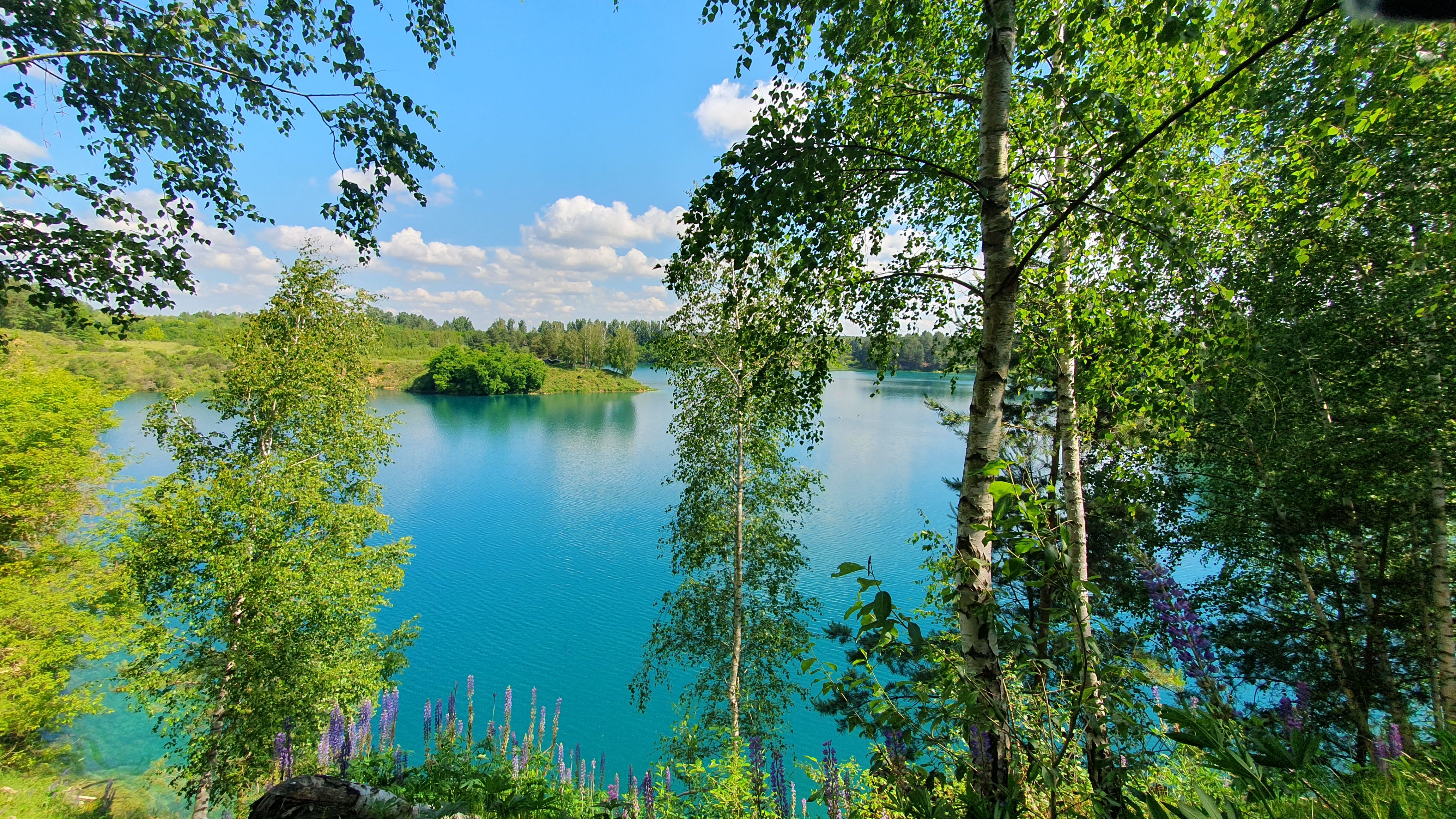 Serene Lake View with Birch Trees in Summer · Free Stock Photo