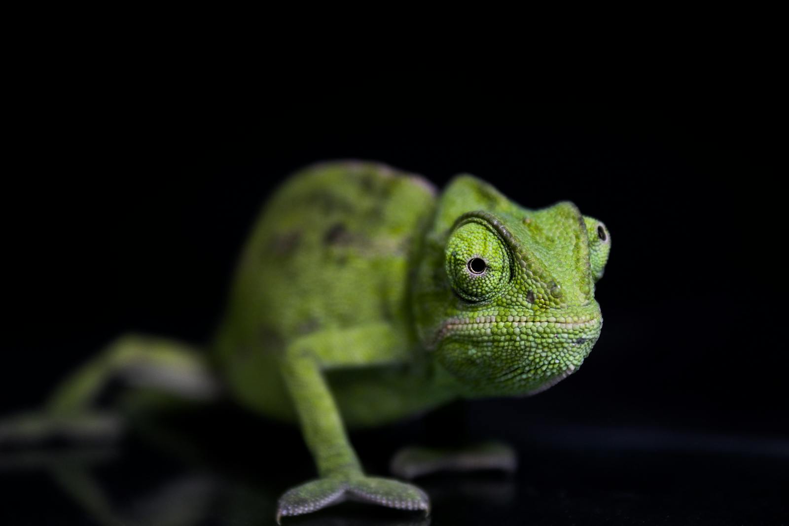 Gecko Photos, Download The BEST Free Gecko Stock Photos & HD Images