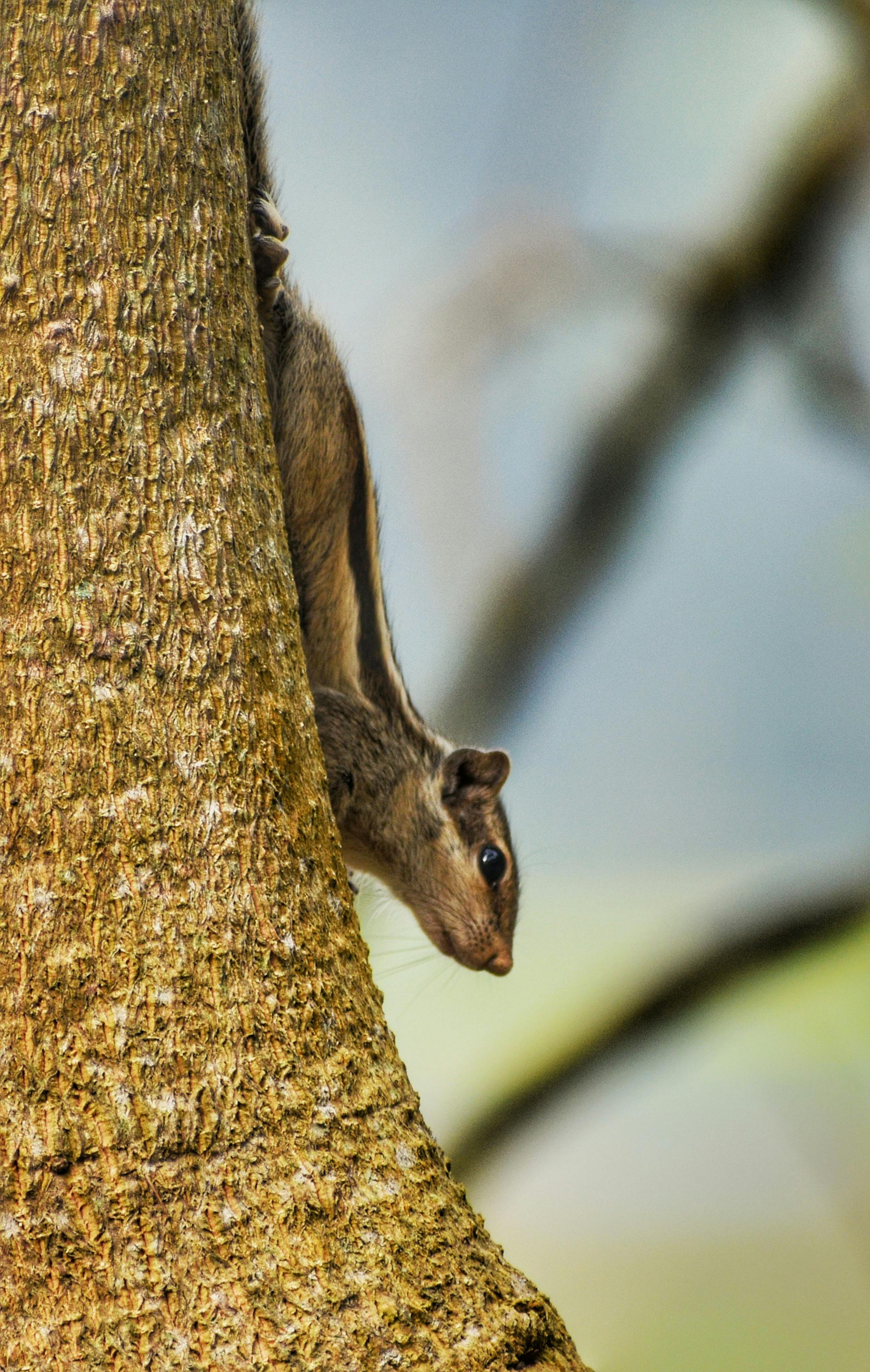 Akash Sarkar - Fotografía
