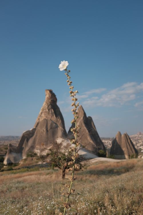 White Wildflower in Cappadocia Landscape · Free Stock Photo