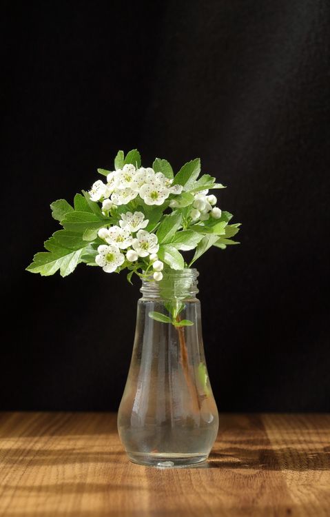 Elegant White Flowers in a Glass Vase · Free Stock Photo