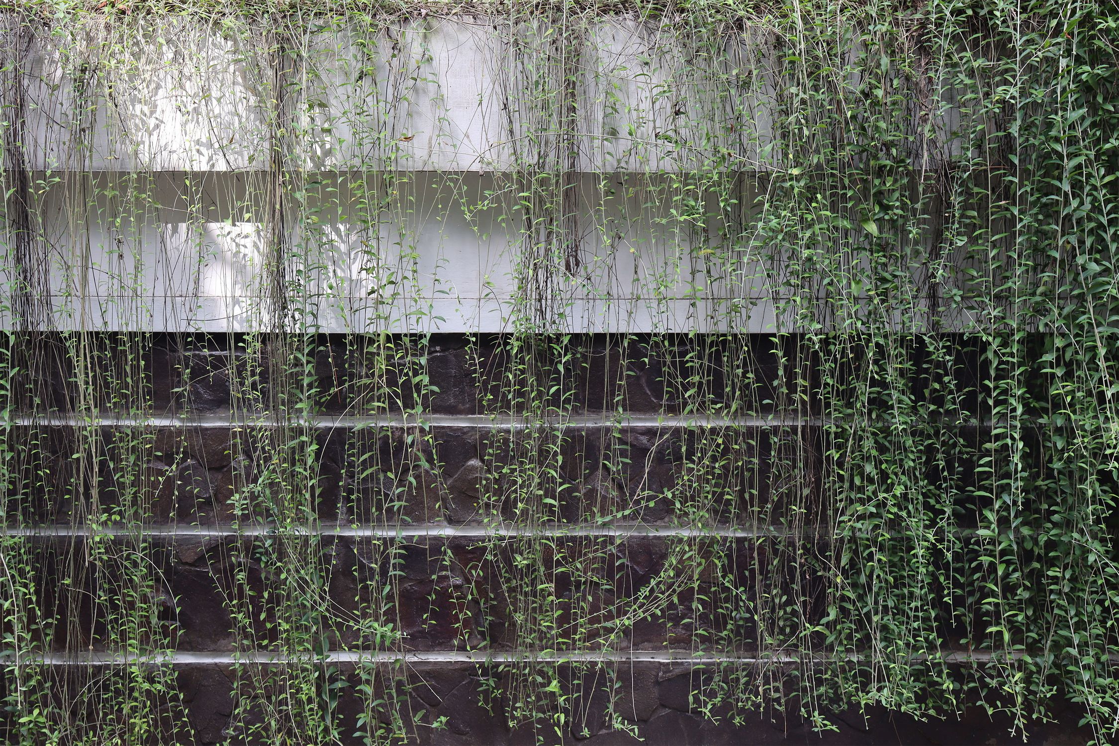 Vines Cascading Down a Modern Concrete Wall · Free Stock Photo