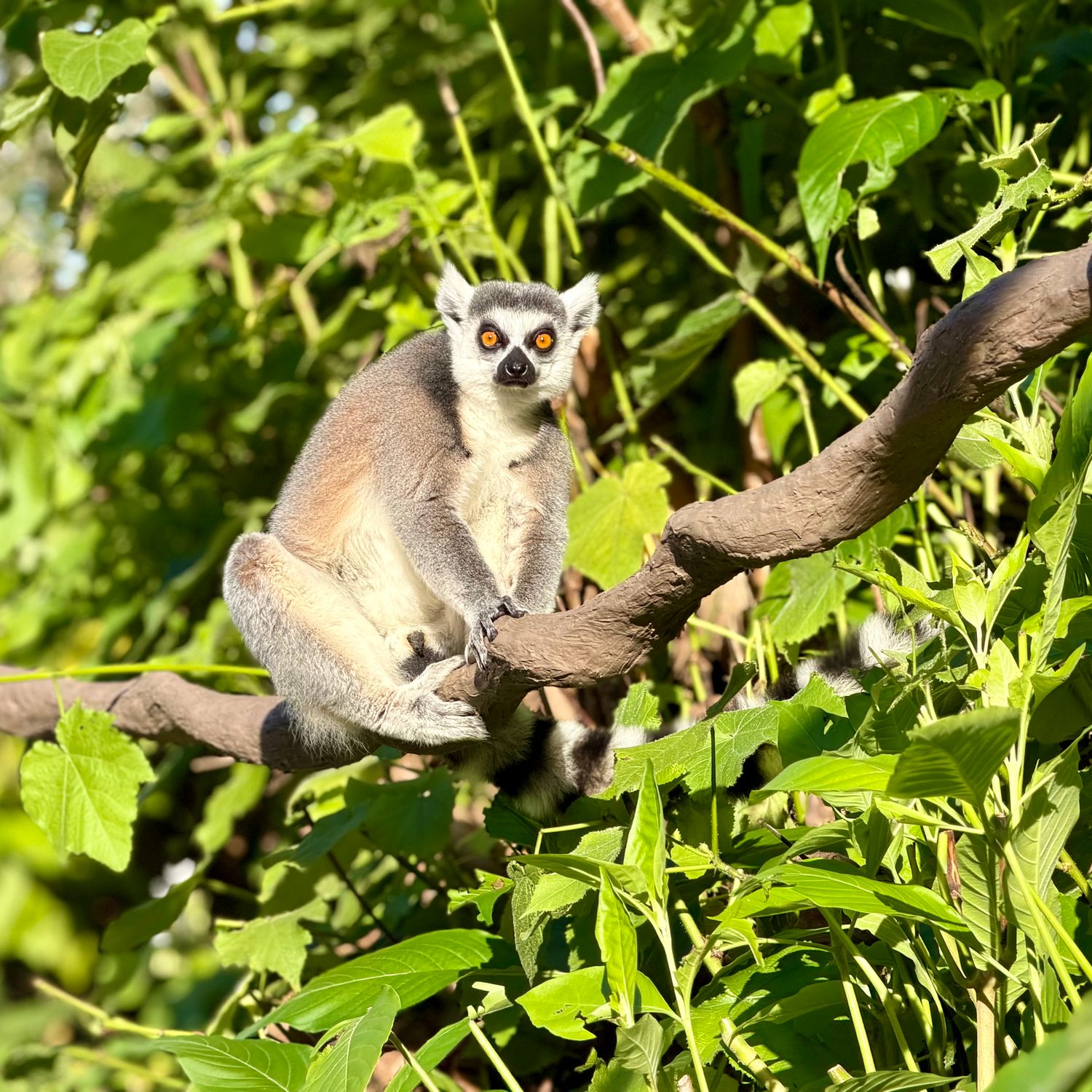 Ring-tailed Lemur Resting on a Tree Branch · Free Stock Photo
