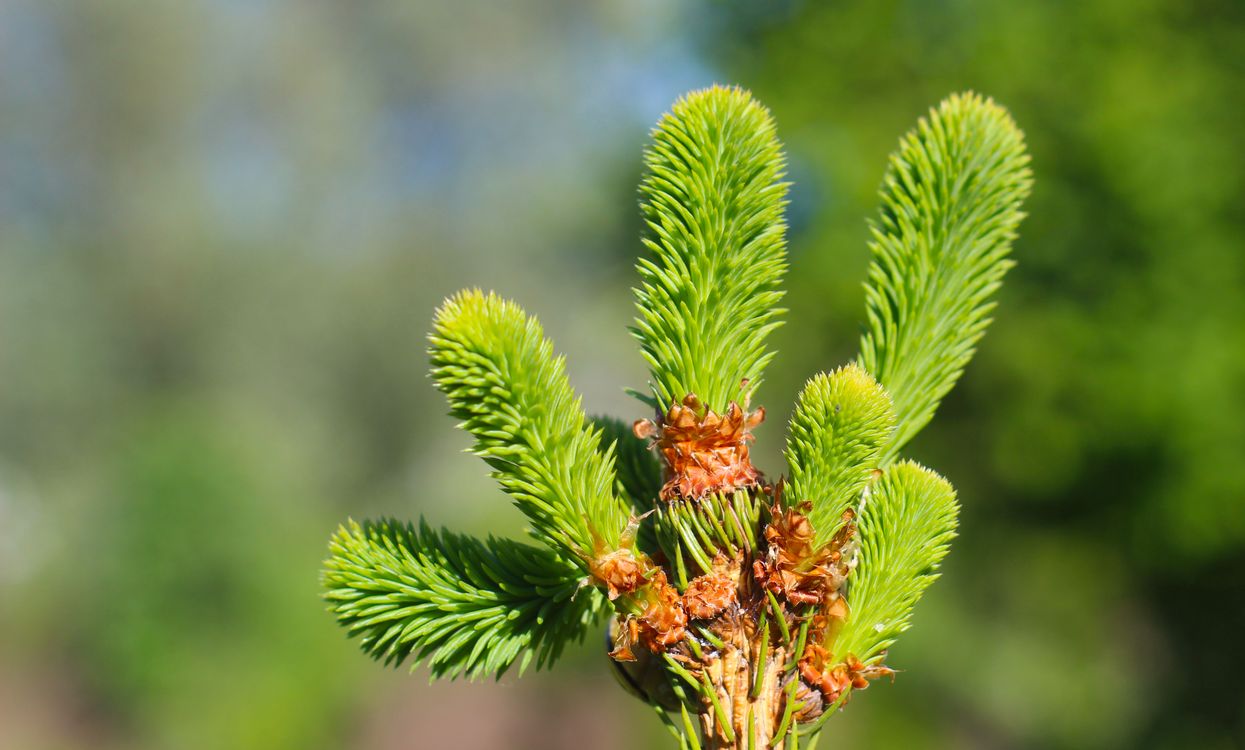 Close-Up of Fresh Pine Tree with New Growth · Free Stock Photo