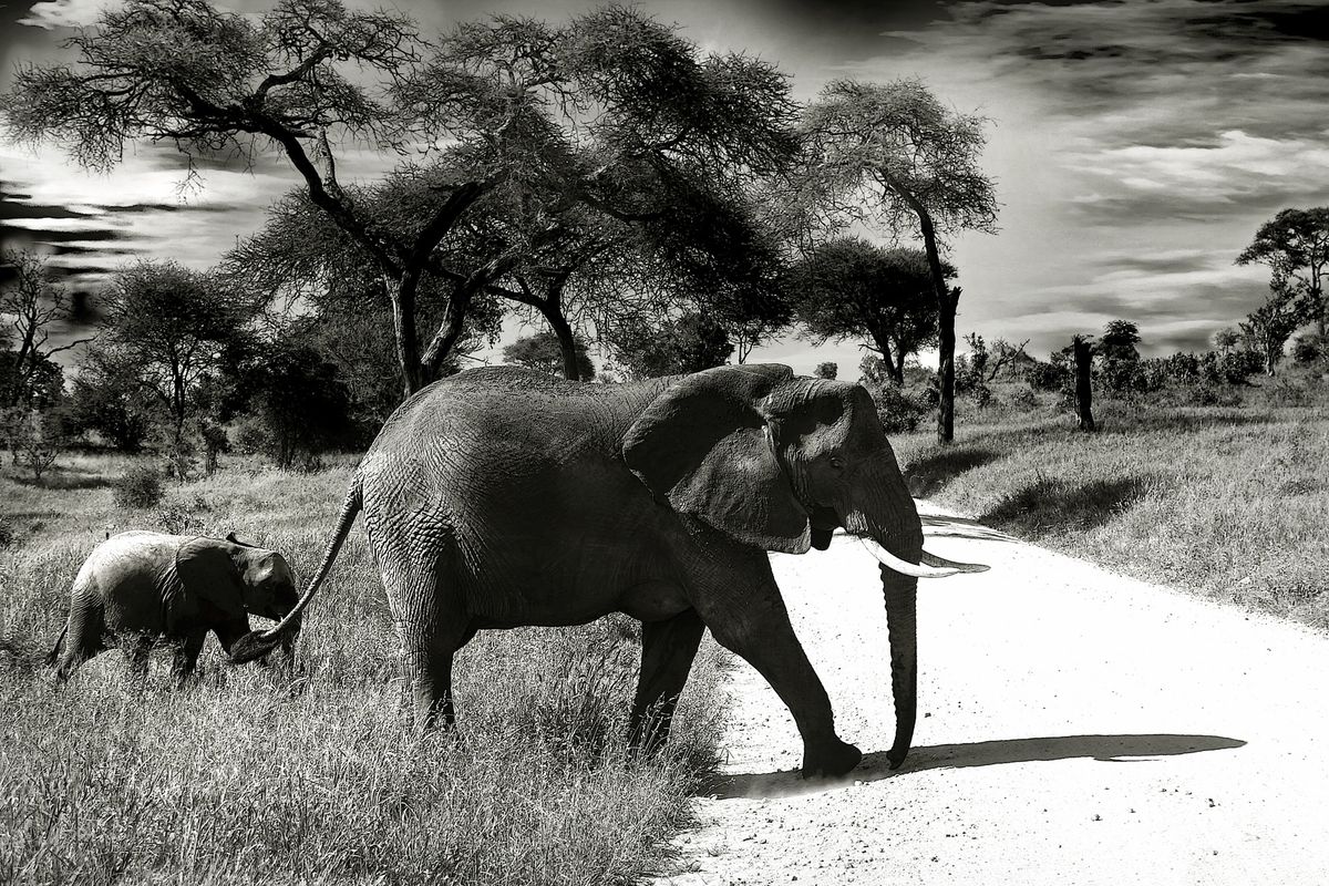 Elephants Photos, Download The BEST Free Elephants Stock Photos & HD Images