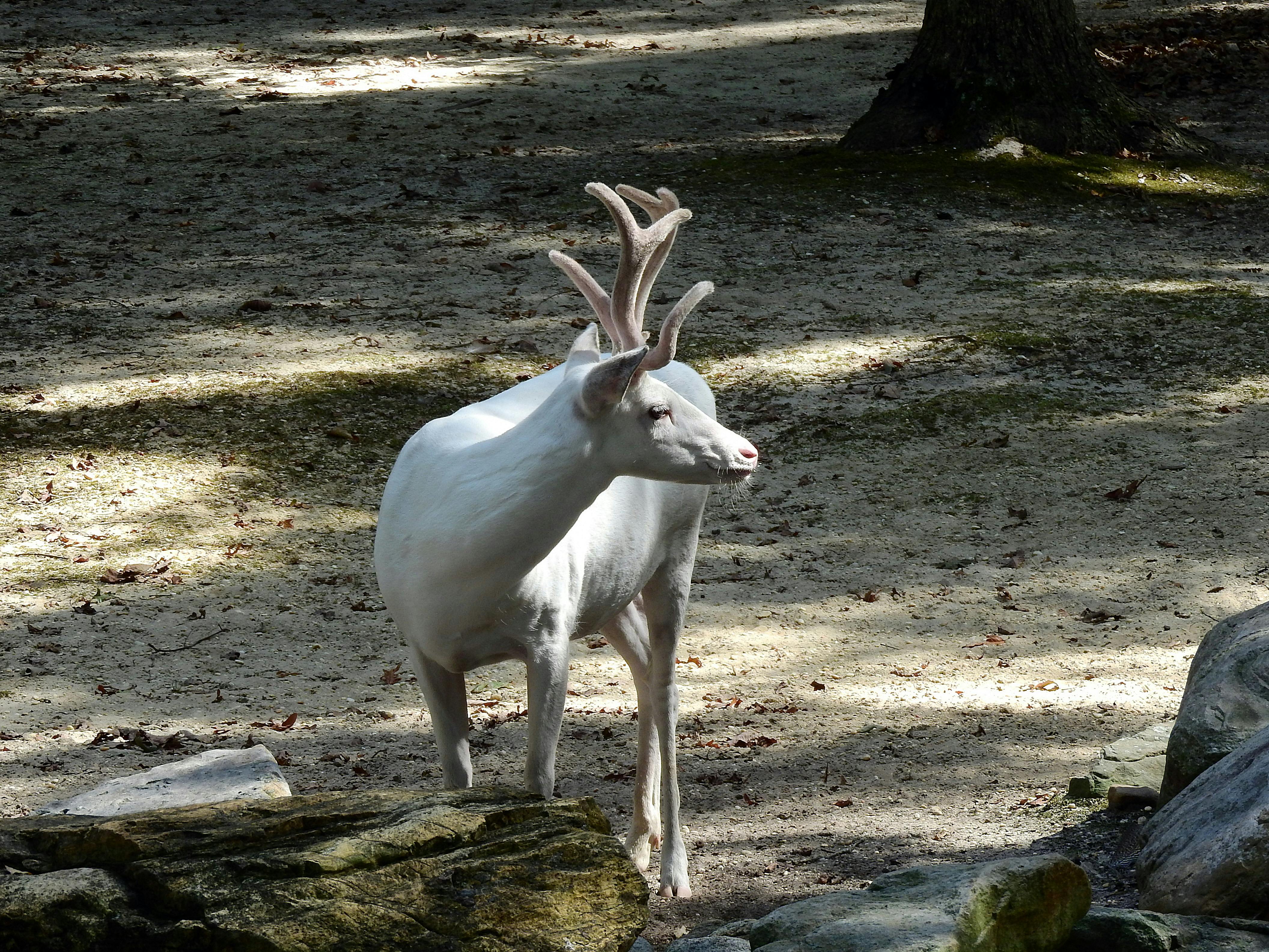 Small reindeer standing on dry terrain near stones · Free Stock Photo