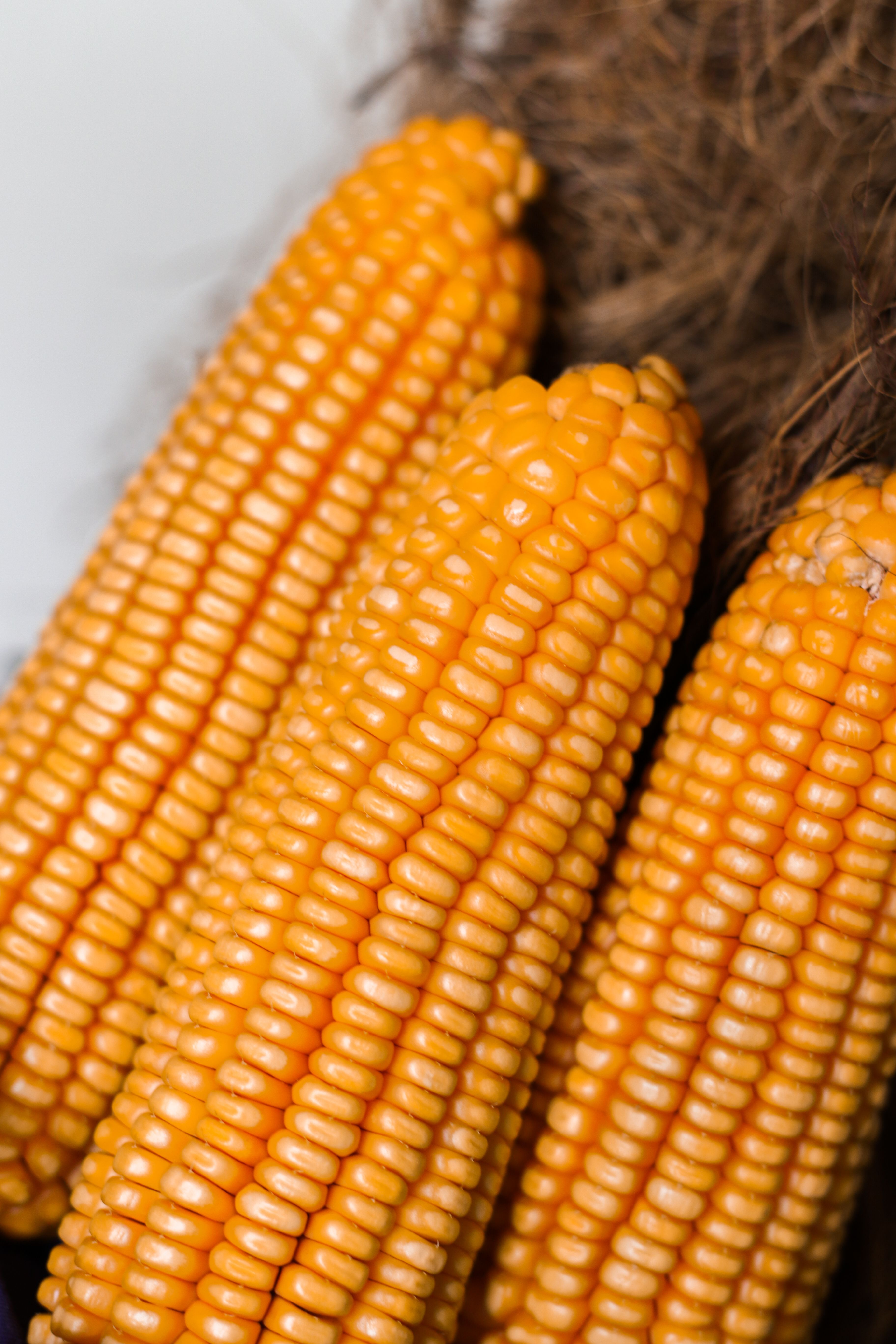 Stop Maize Necrosis with Resistant Varieties
