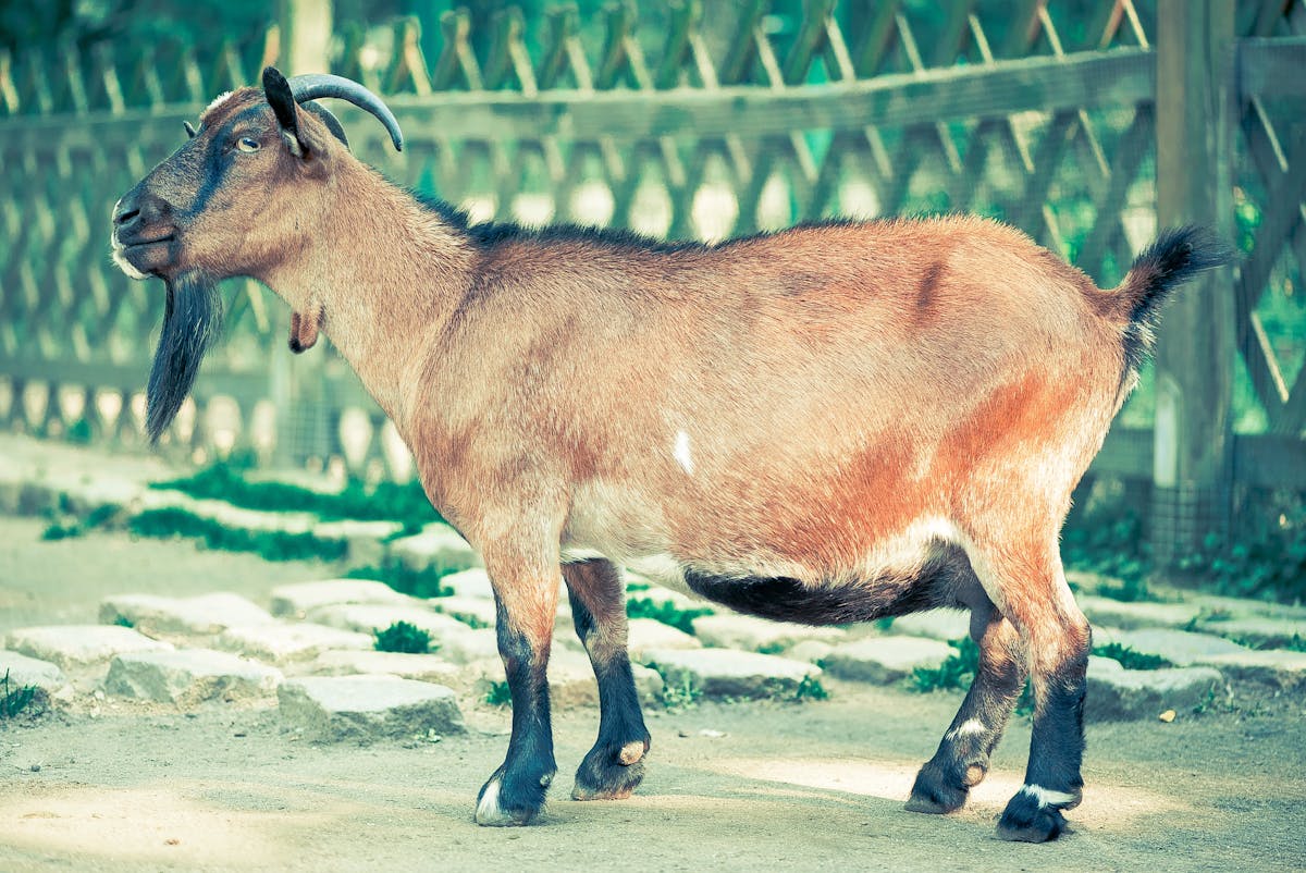 Goat Images Photos, Download The BEST Free Goat Images Stock Photos ...