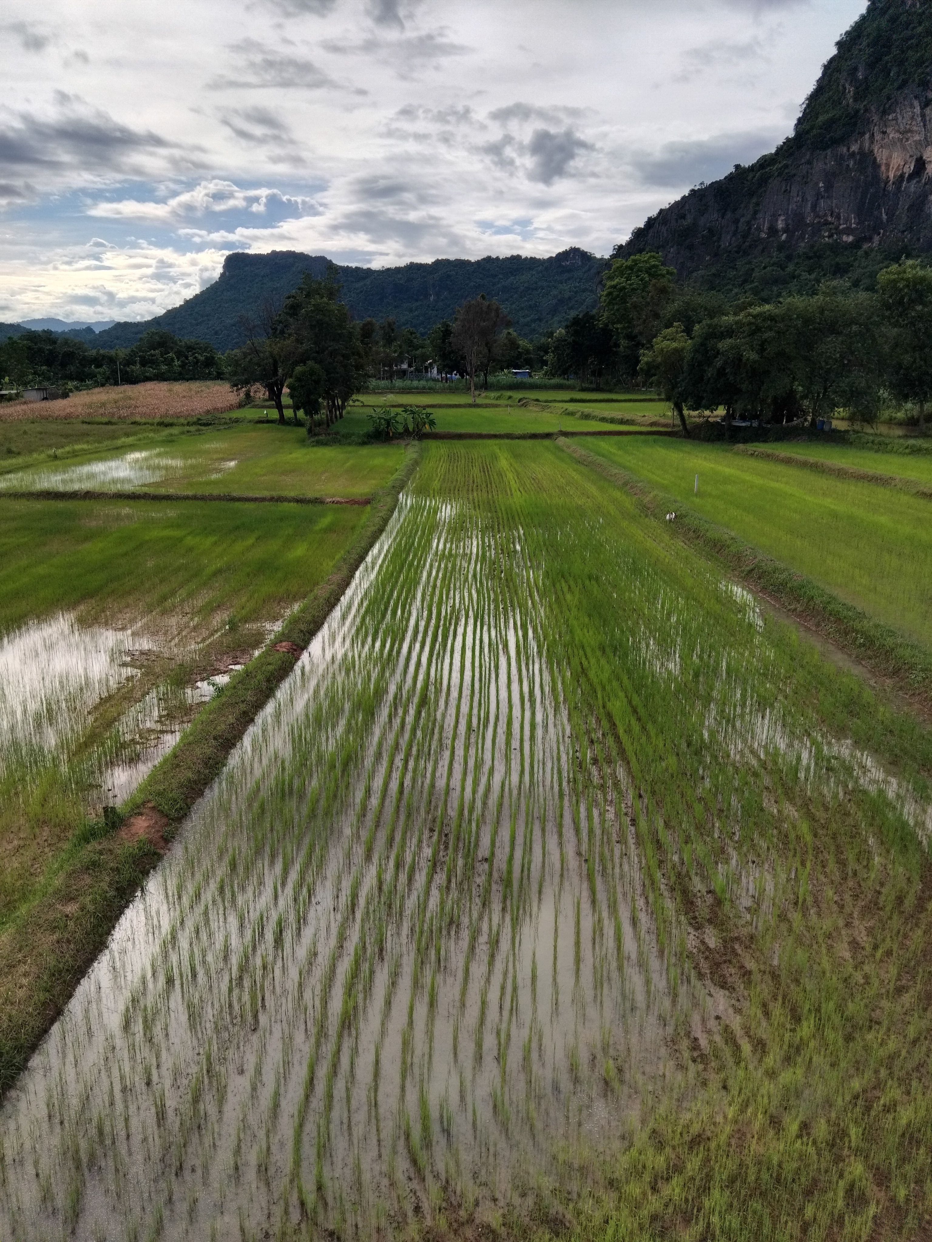 Lush Green Rice Fields with Mountain View · Free Stock Photo