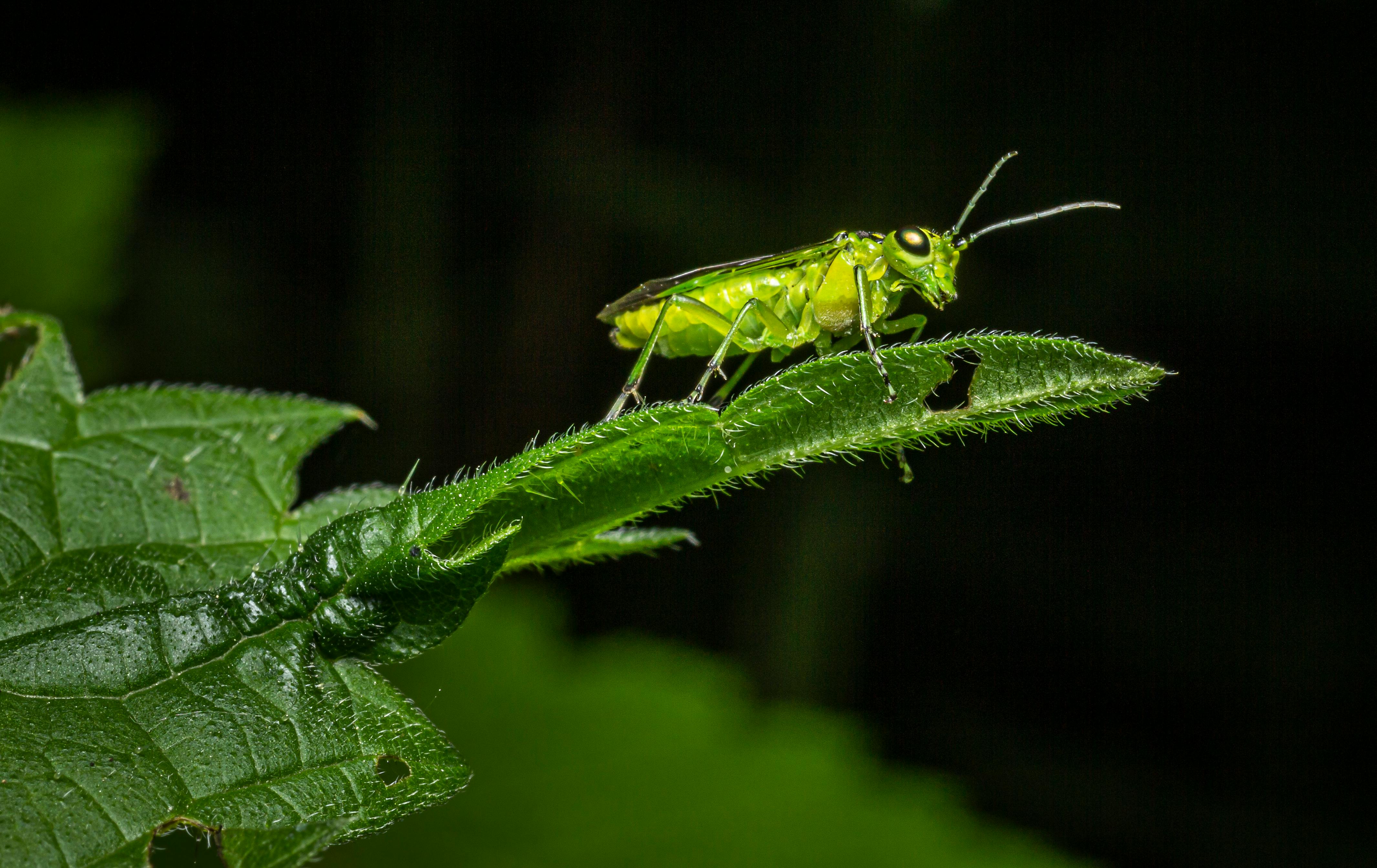 Photo gratuite de animal, arthropode, détail