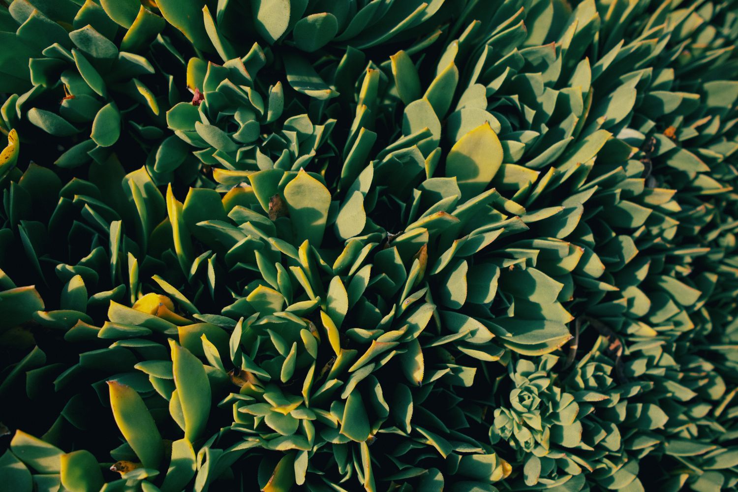 Plants Background Photos, Download The BEST Free Plants Background ...