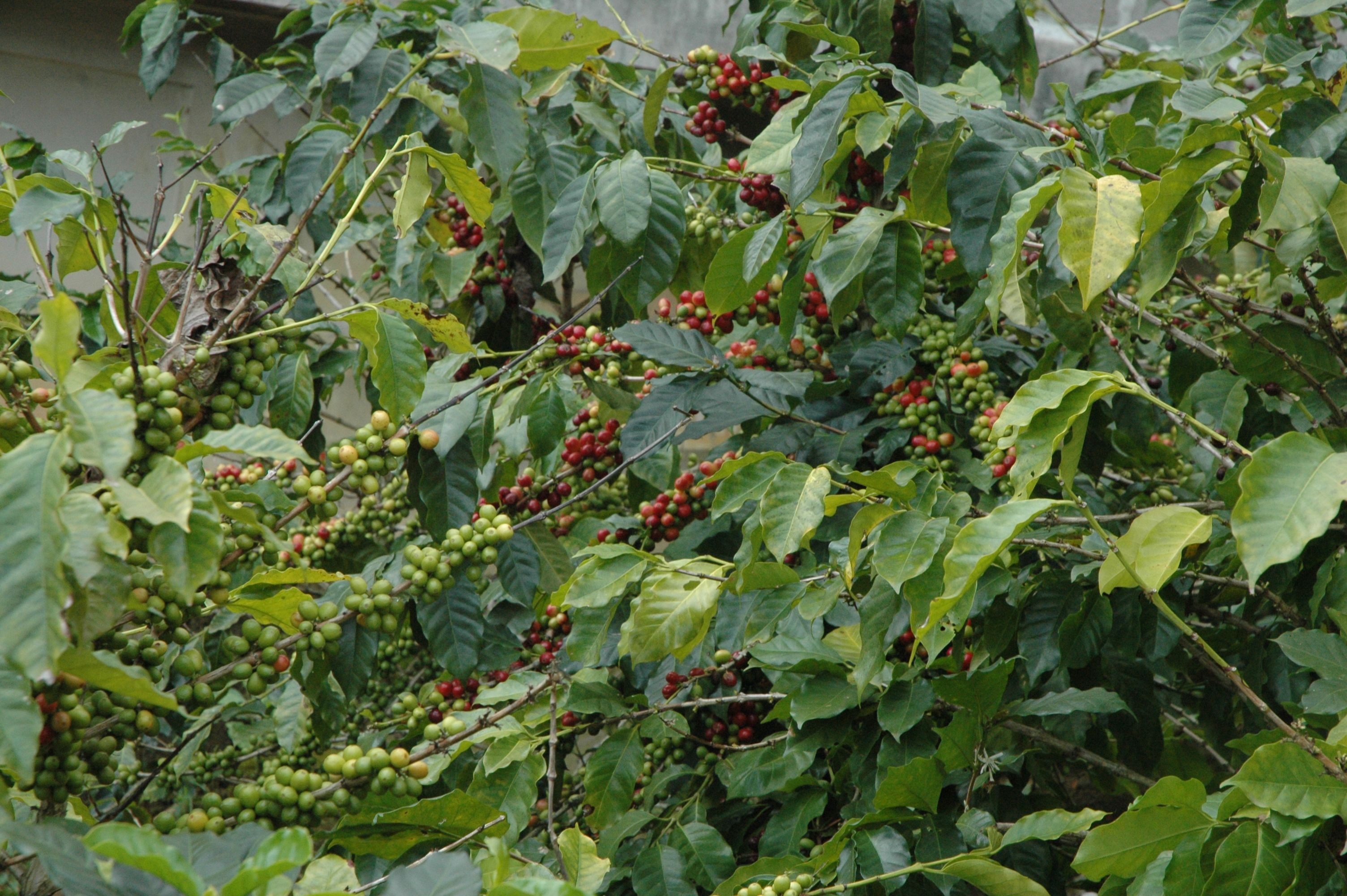 Free stock photo of coffee, coffee tree, flowers