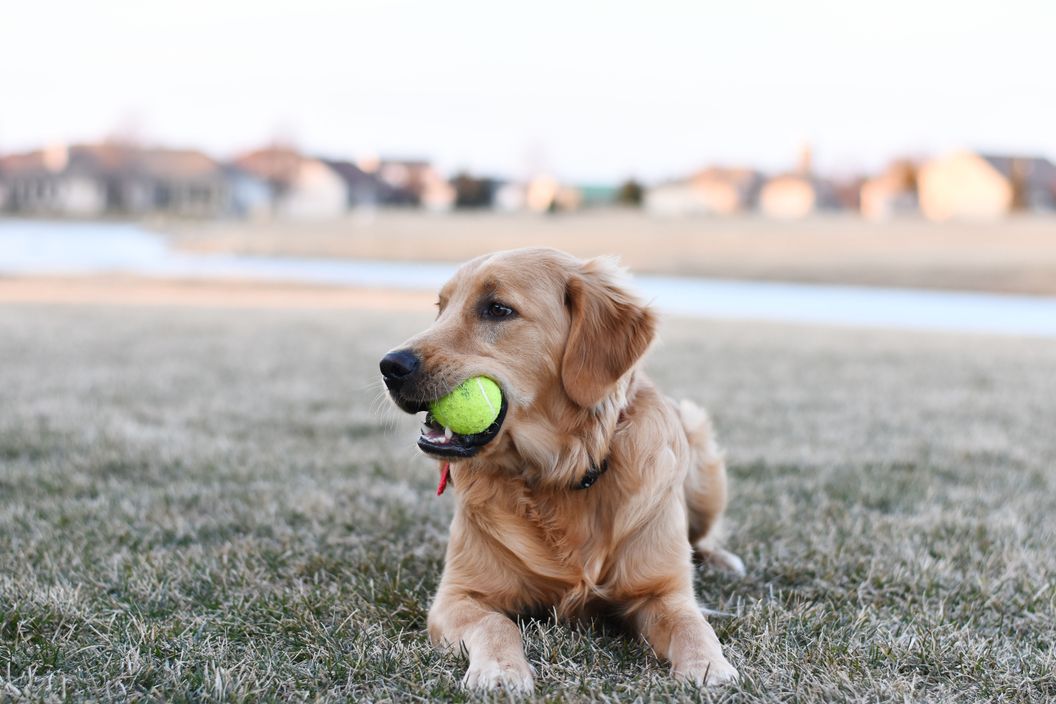 Golden Retriever Dog Breed: History, Temperament, and Care