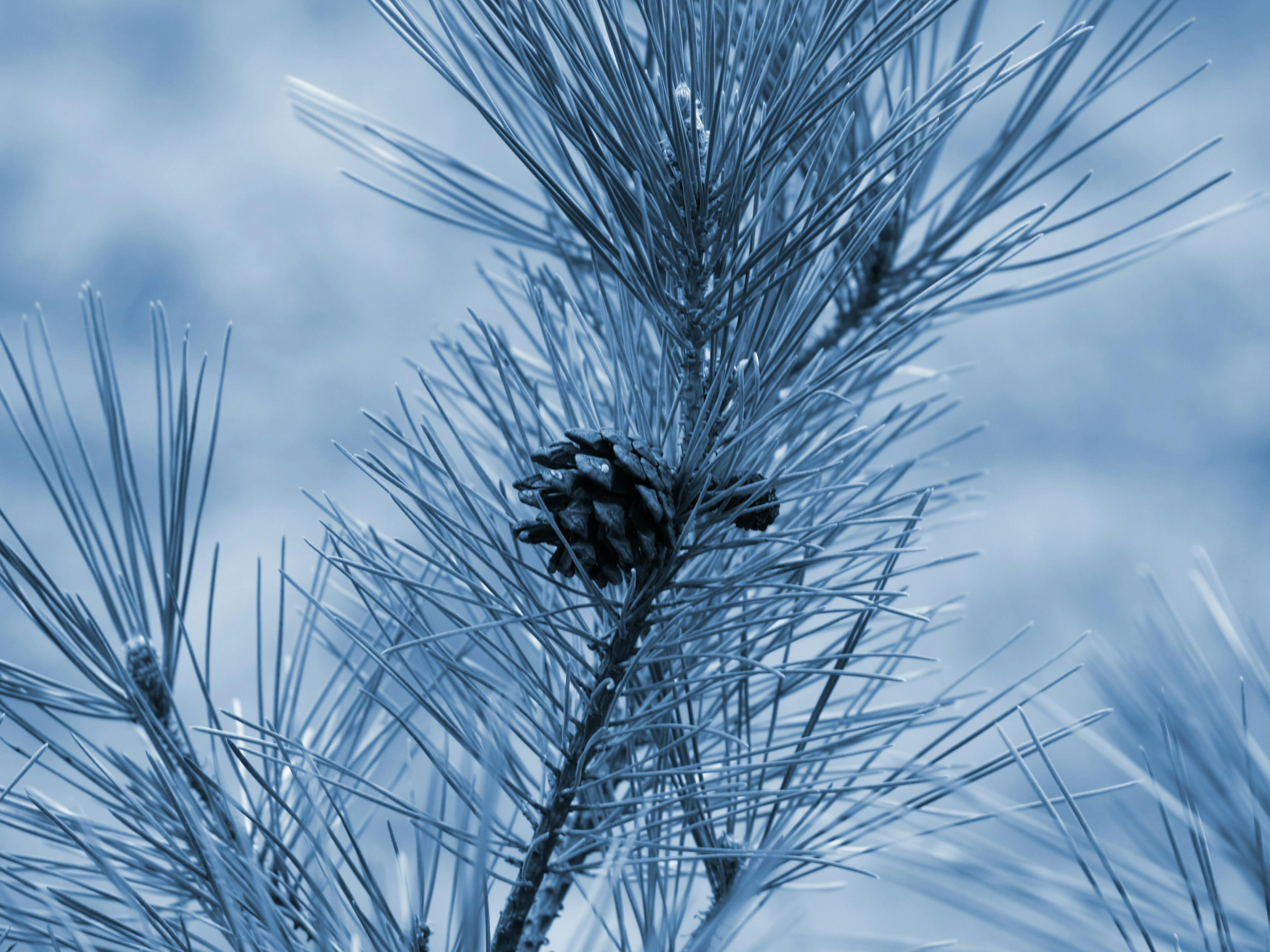 Free stock photo of blue, pine cone, trees