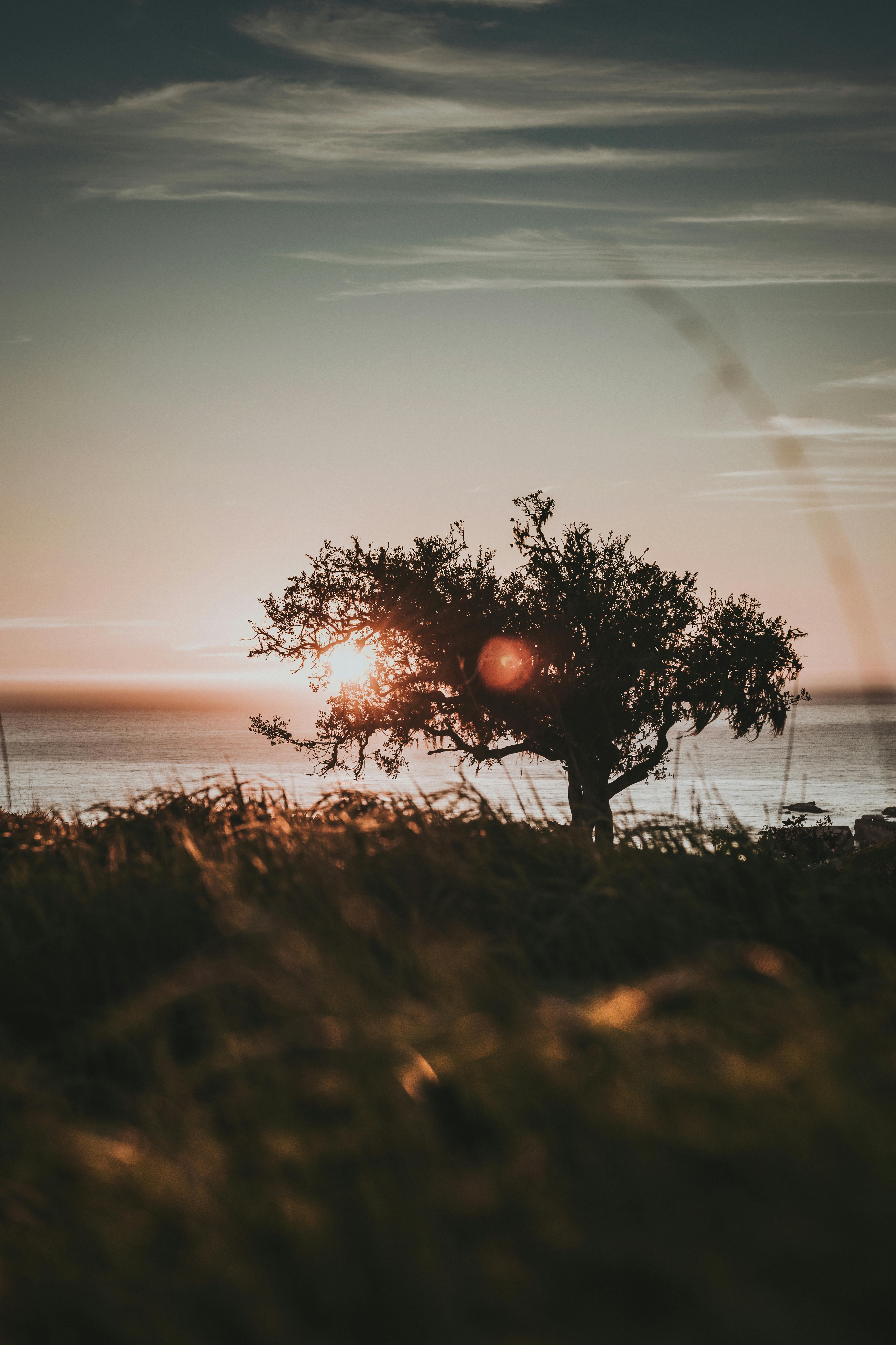 Green Tree Near Body of Water during Sunset · Free Stock Photo