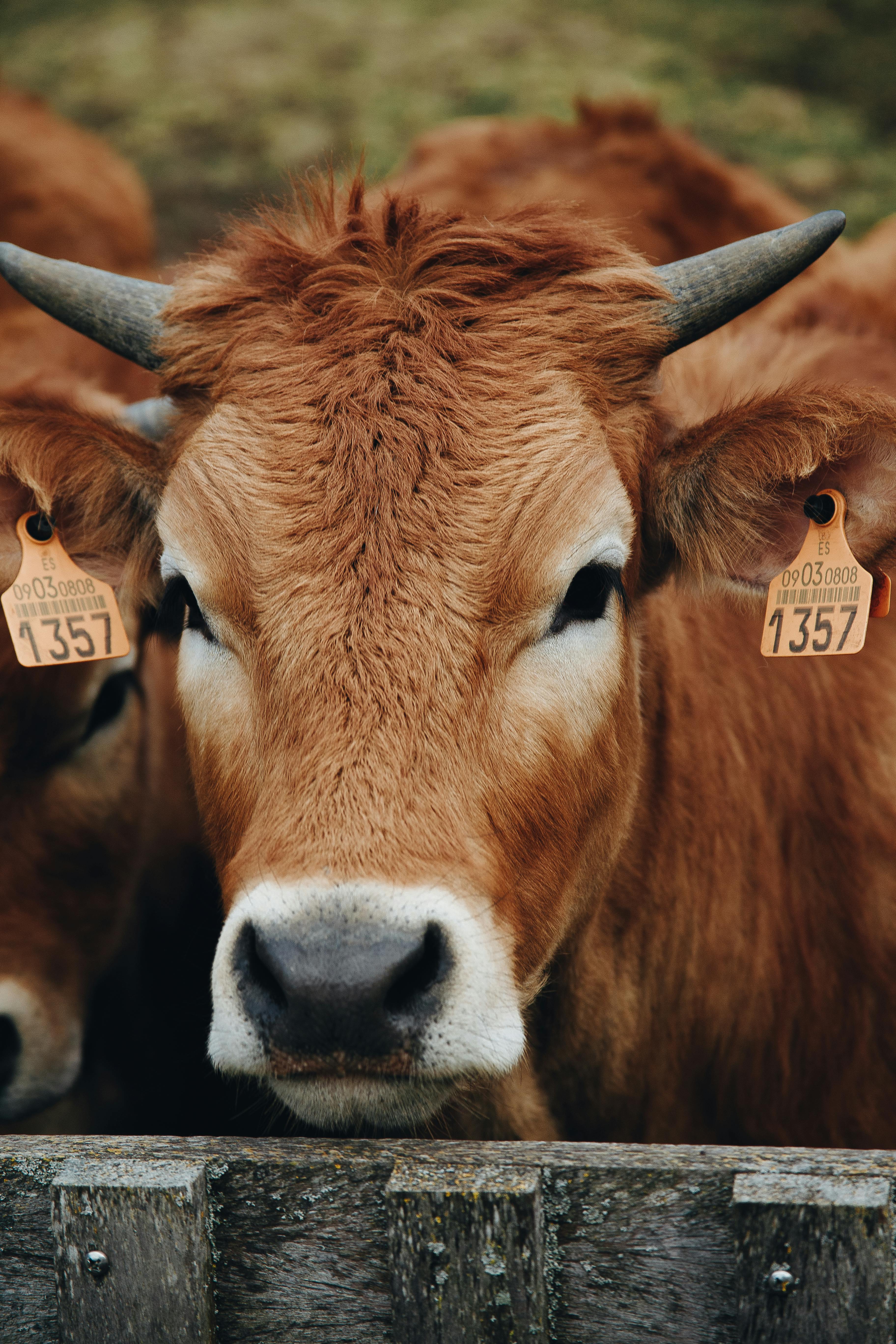 Brown bull behind fence in countryside · Free Stock Photo