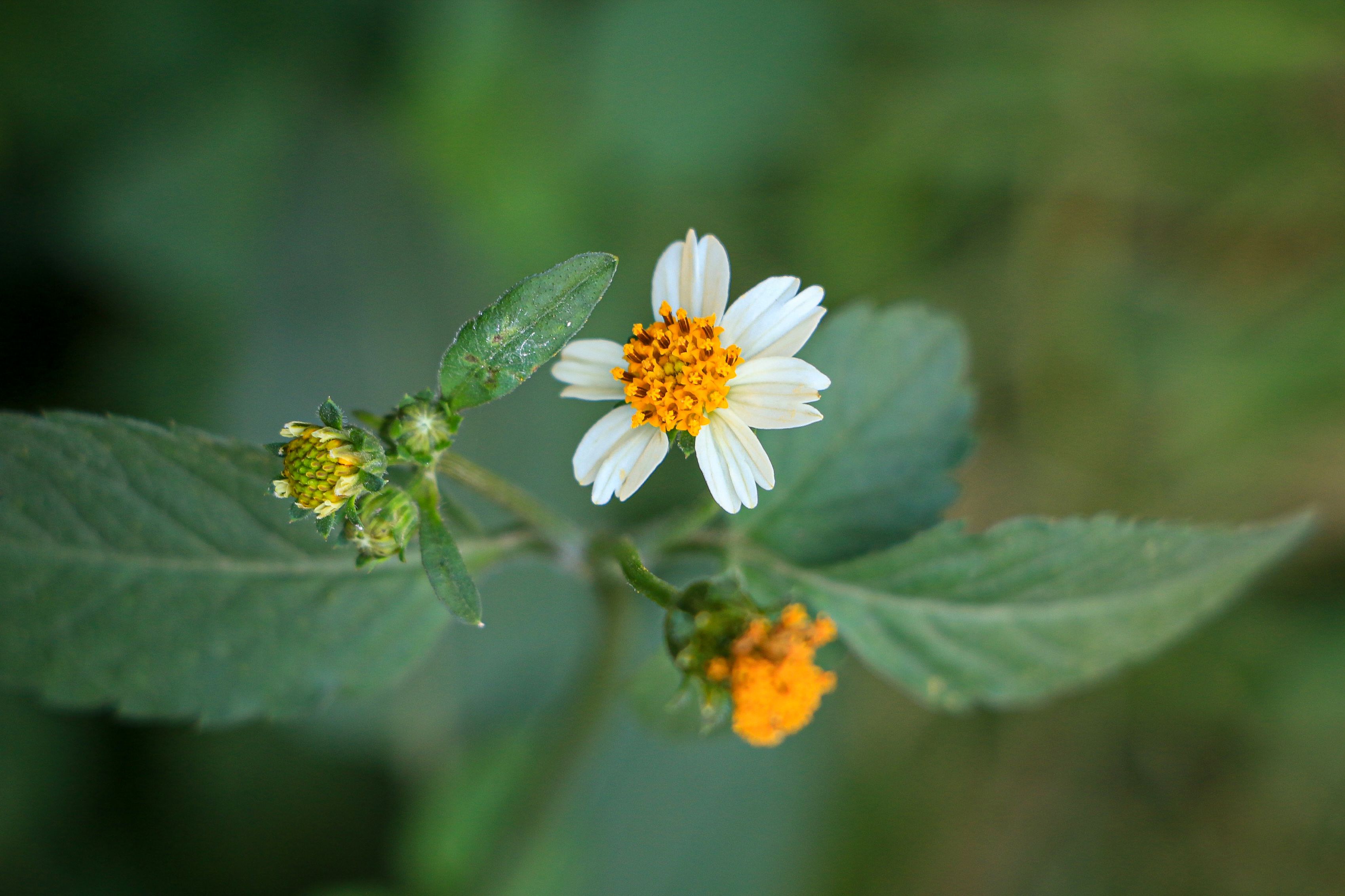 Close up of Flowers · Free Stock Photo