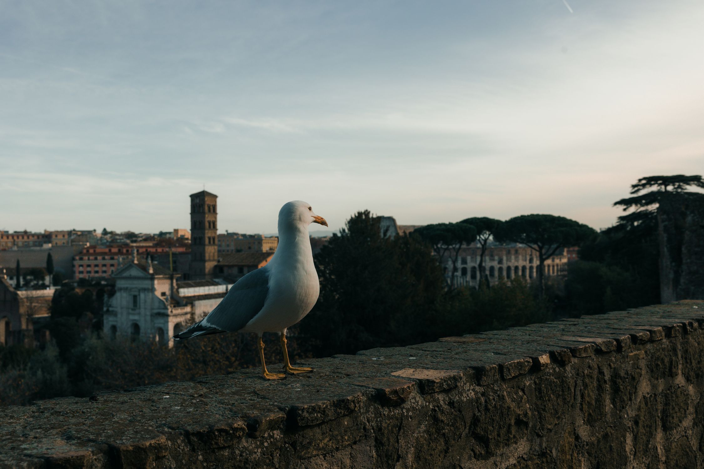 Gaivota Empoleirada Com A Roma Antiga Ao Fundo. · Foto profissional ...