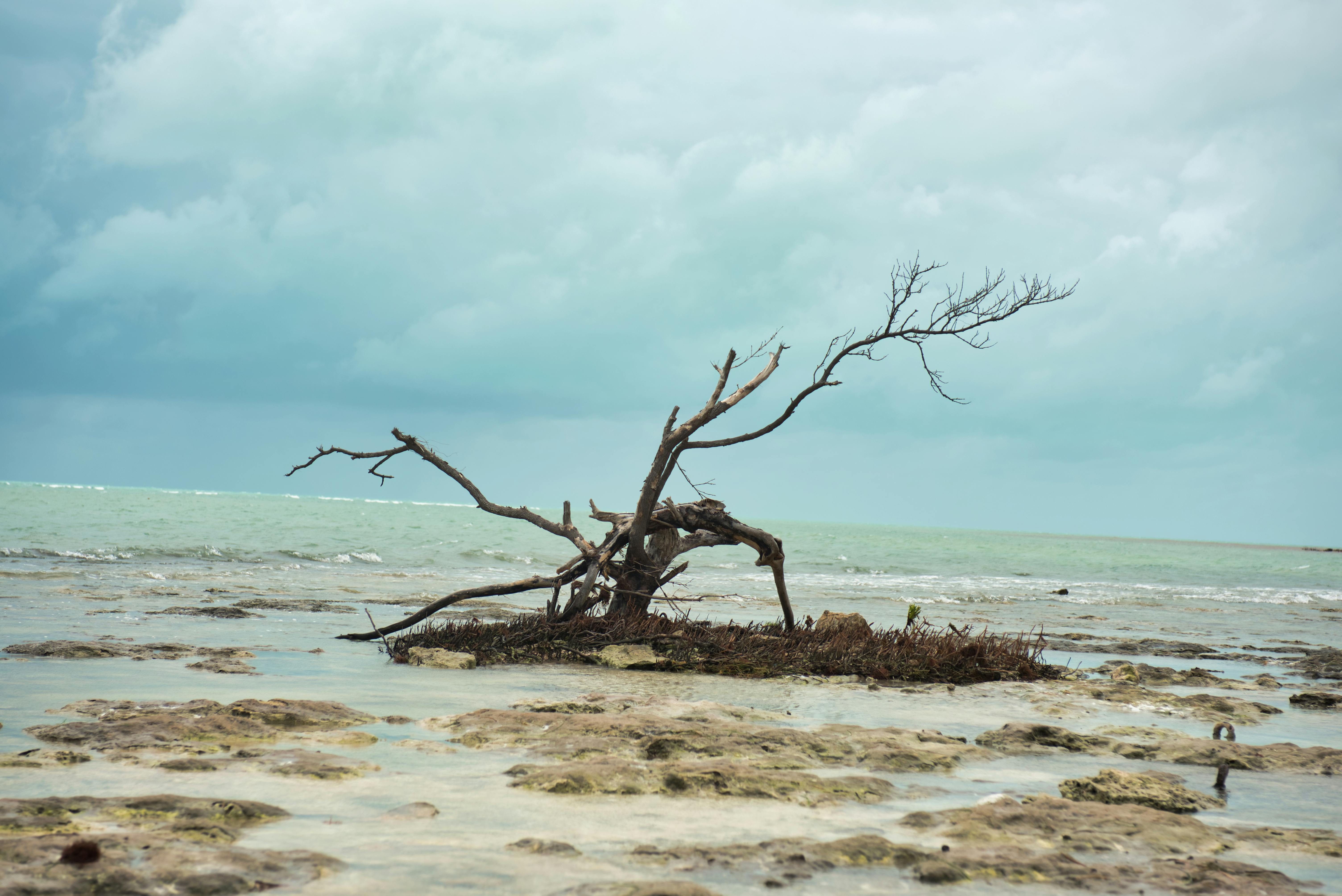 nagaraju gajula - Fotografía