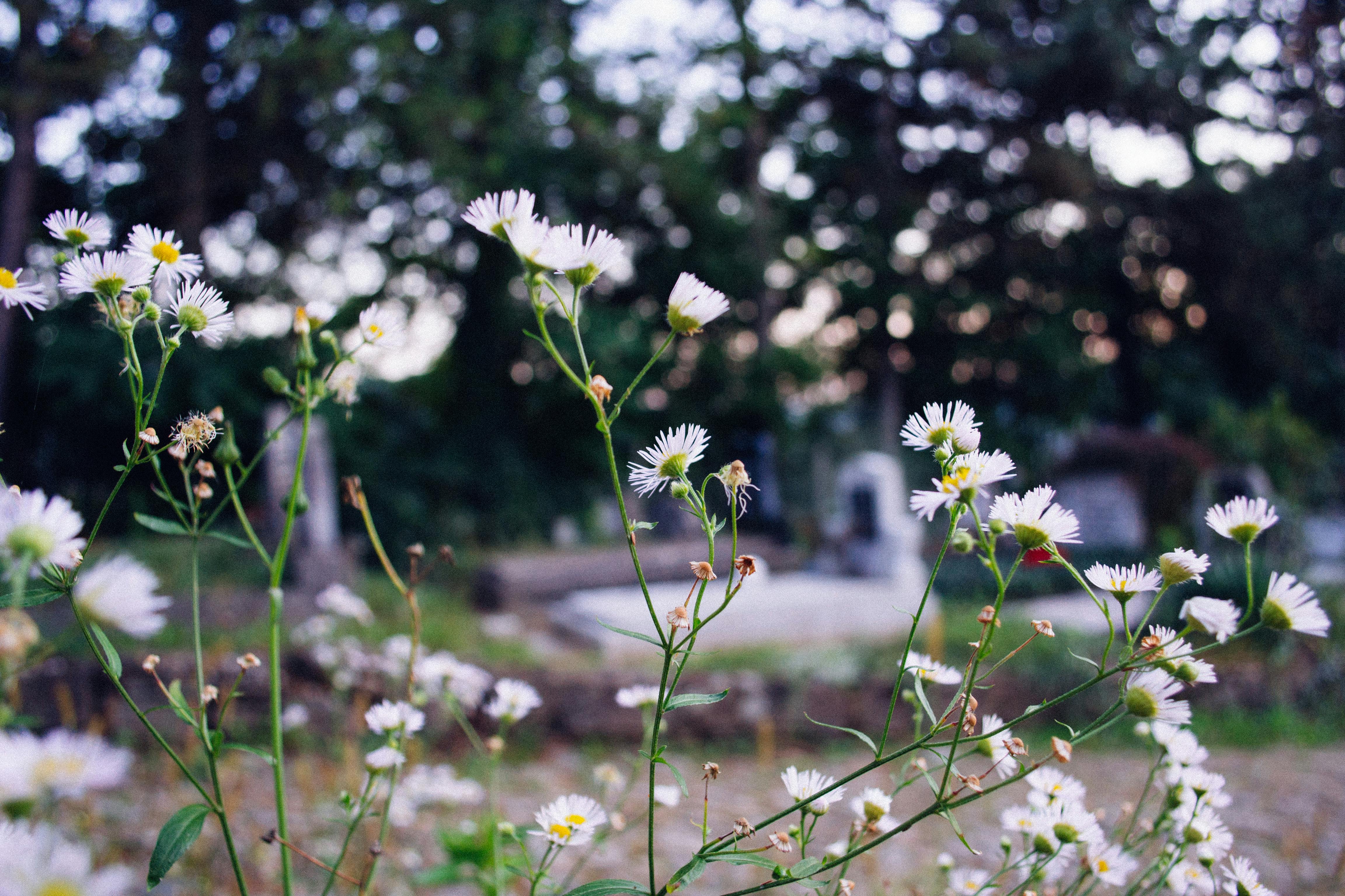 Closeup Photography of White Clustered Flowers · Free Stock Photo