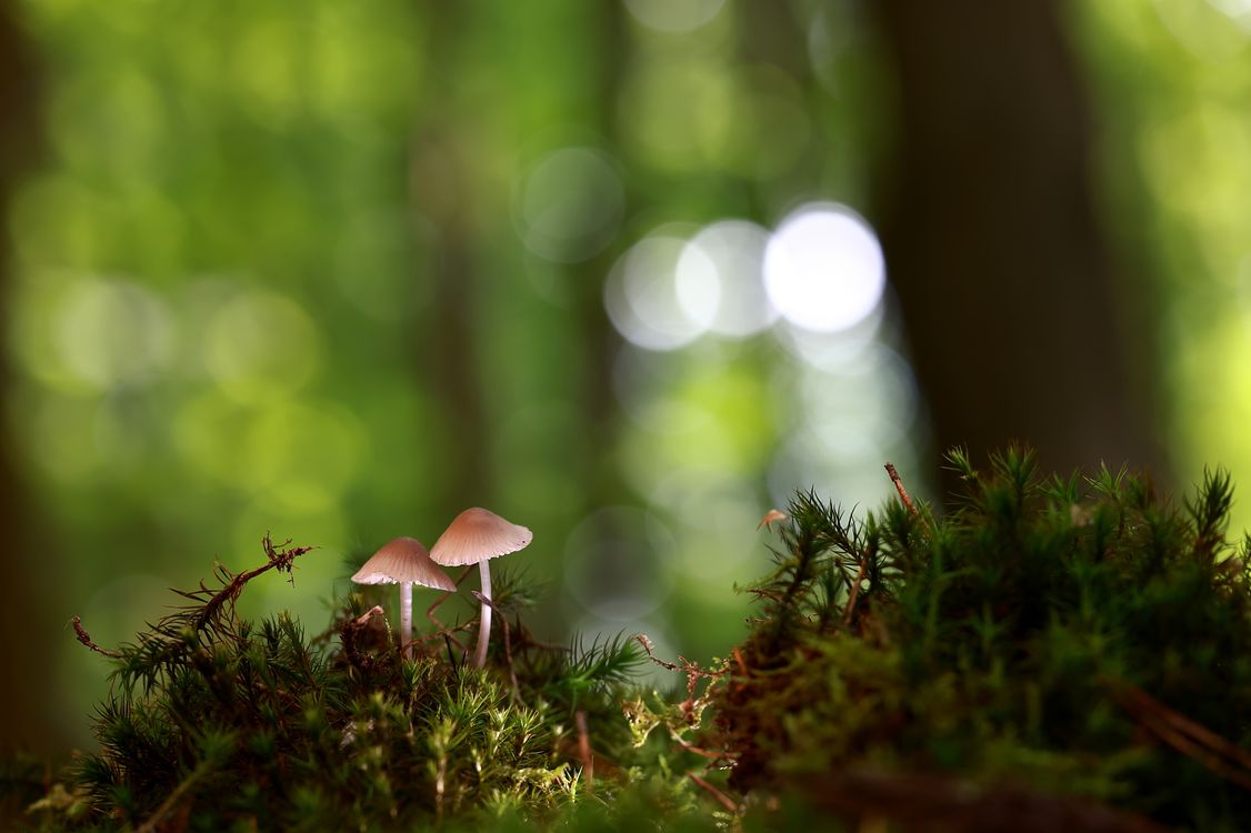 Peaceful Forest Scene with Mushrooms and Moss · Free Stock Photo