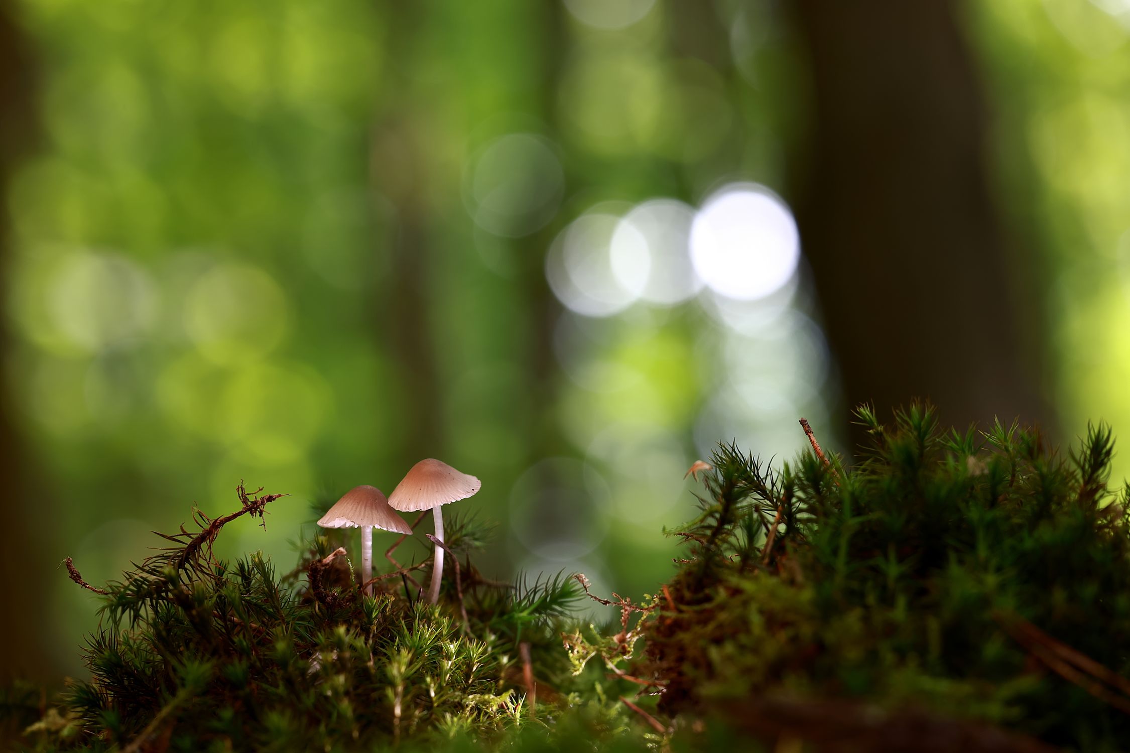 Peaceful Forest Scene with Mushrooms and Moss · Free Stock Photo