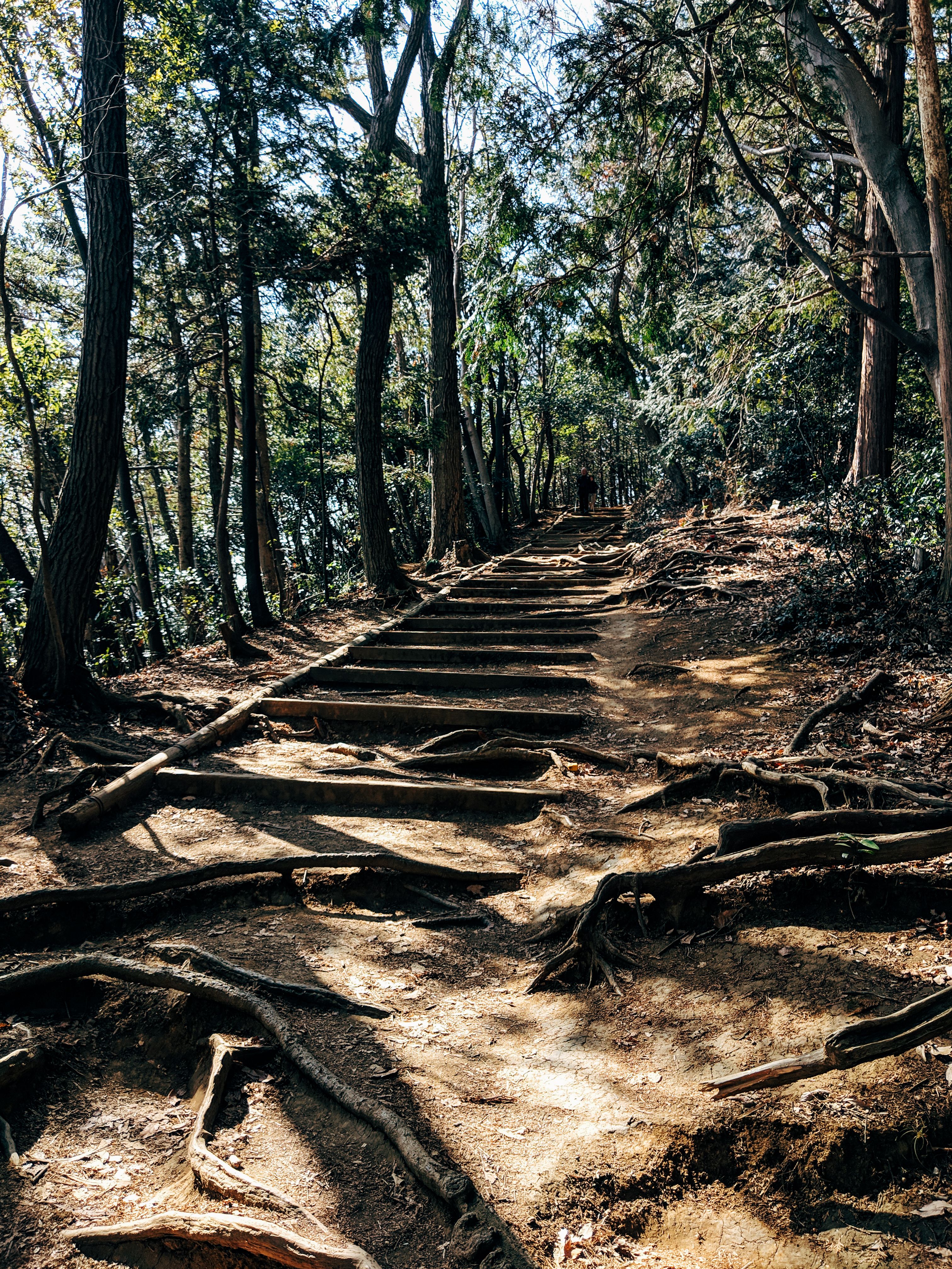 Wooden Pathway in the Woods · Free Stock Photo