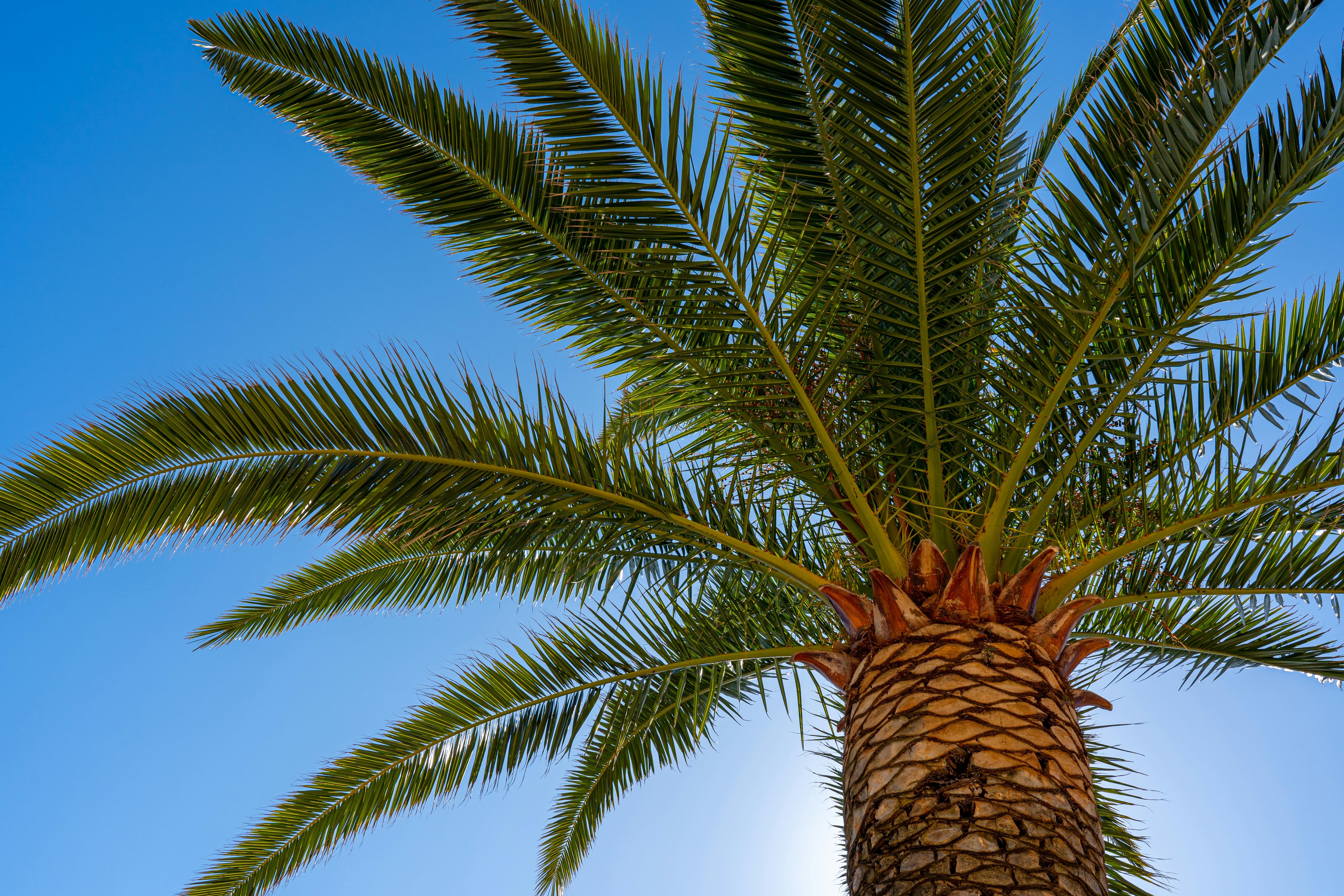 Photo of Palm Tree During Daytime · Free Stock Photo