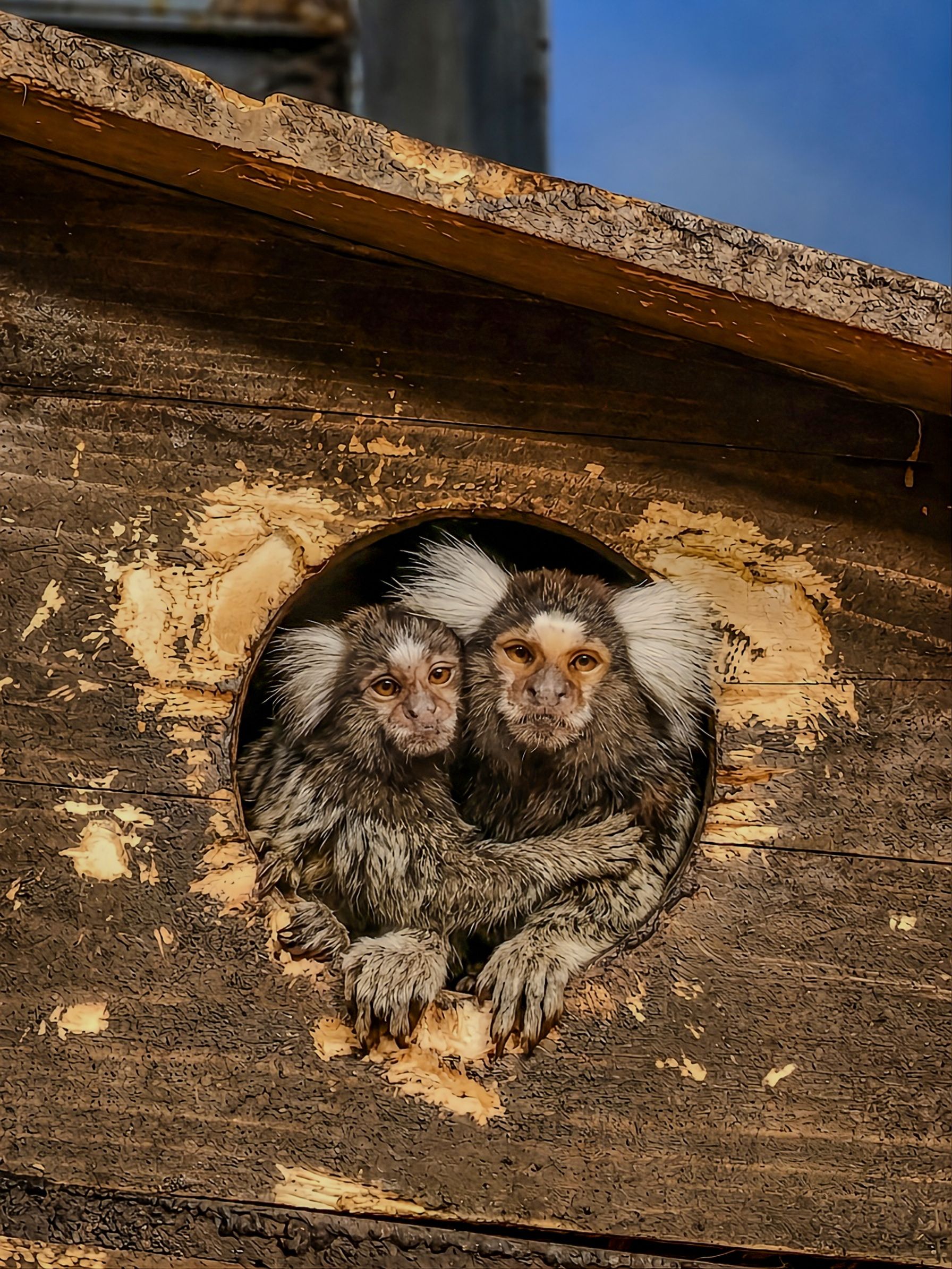 Two Marmosets Peeking from Wooden Nest Box · Free Stock Photo