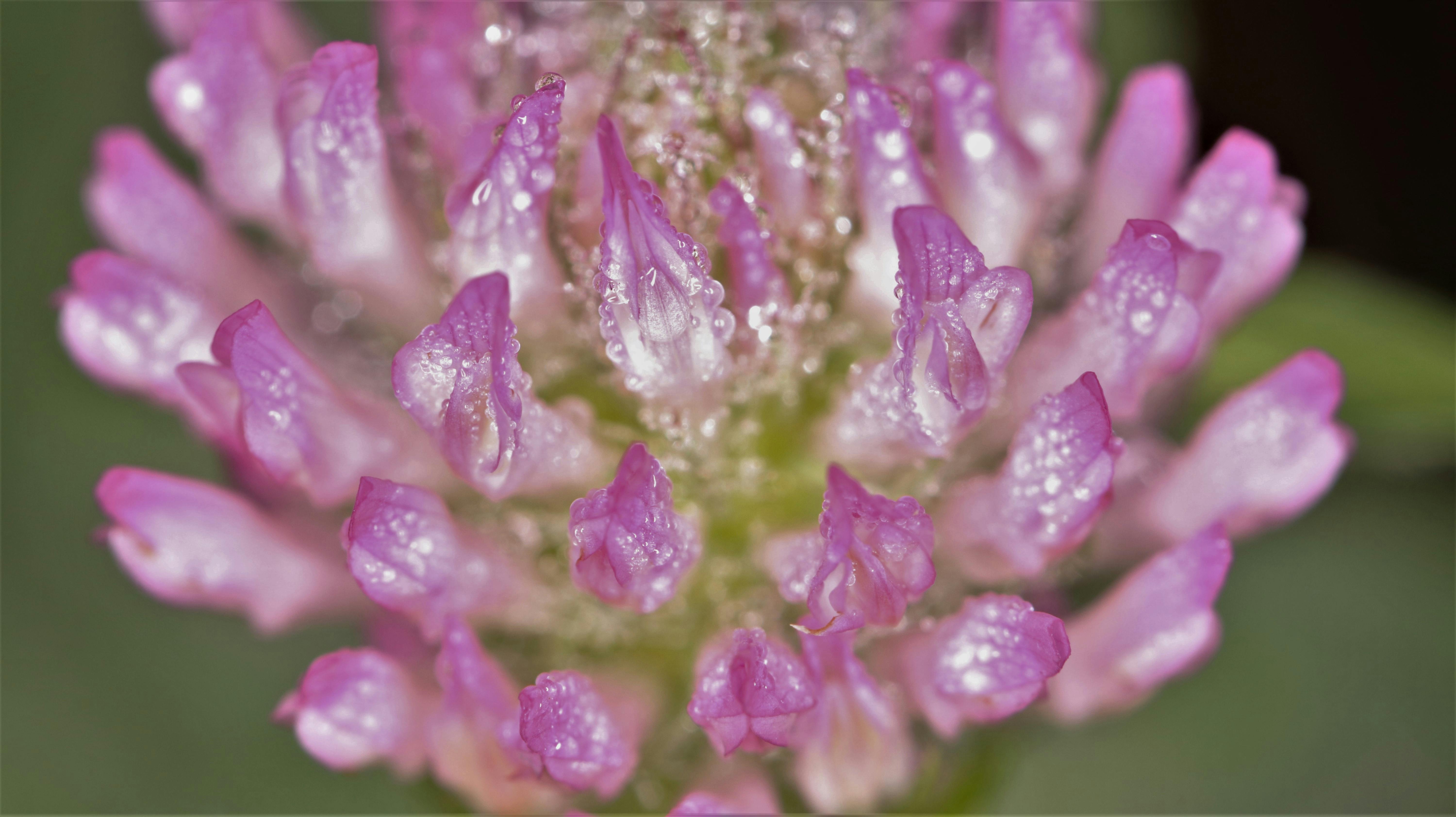 Faheem Anwar - 사진