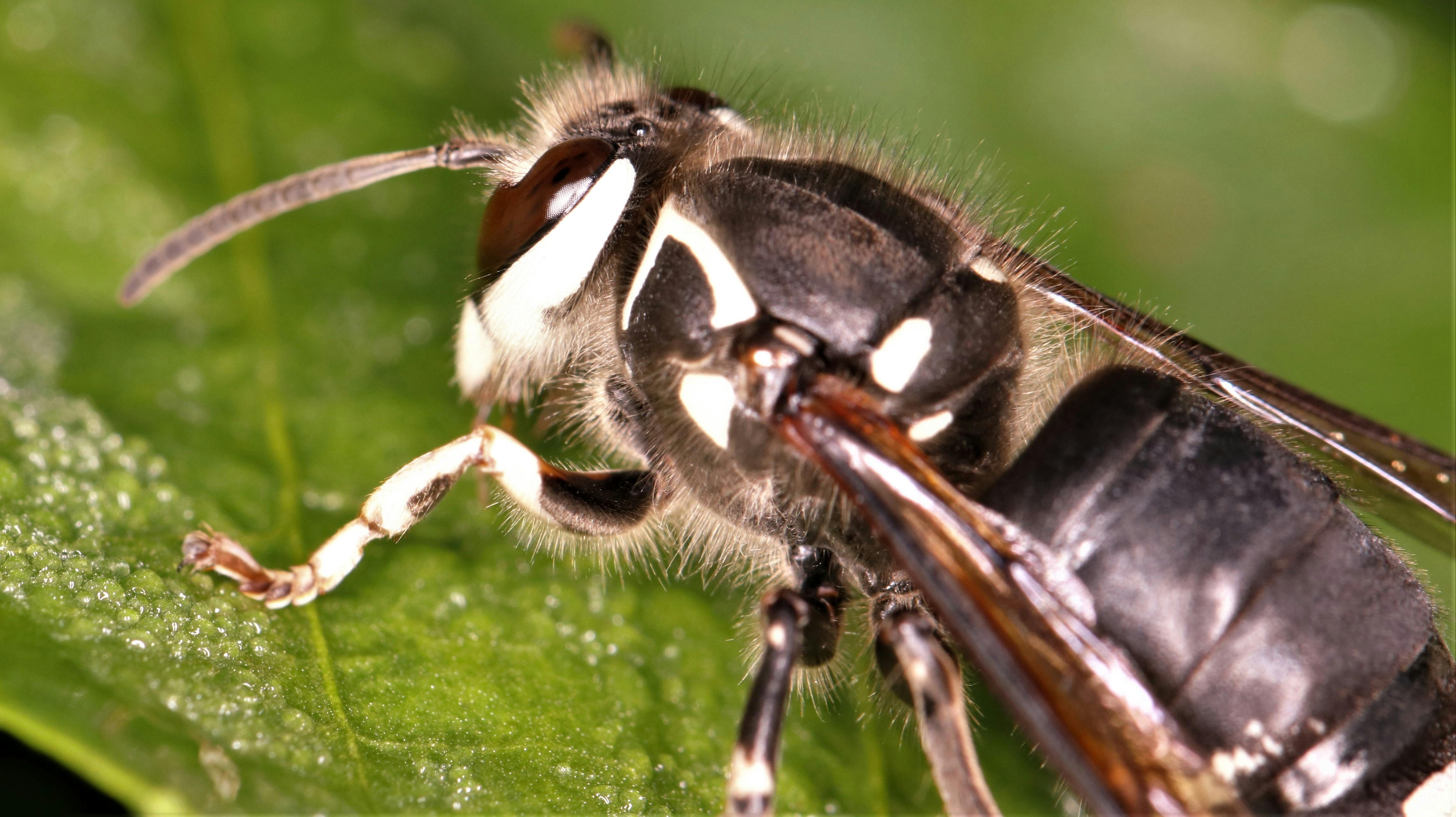 Faheem Anwar - 사진