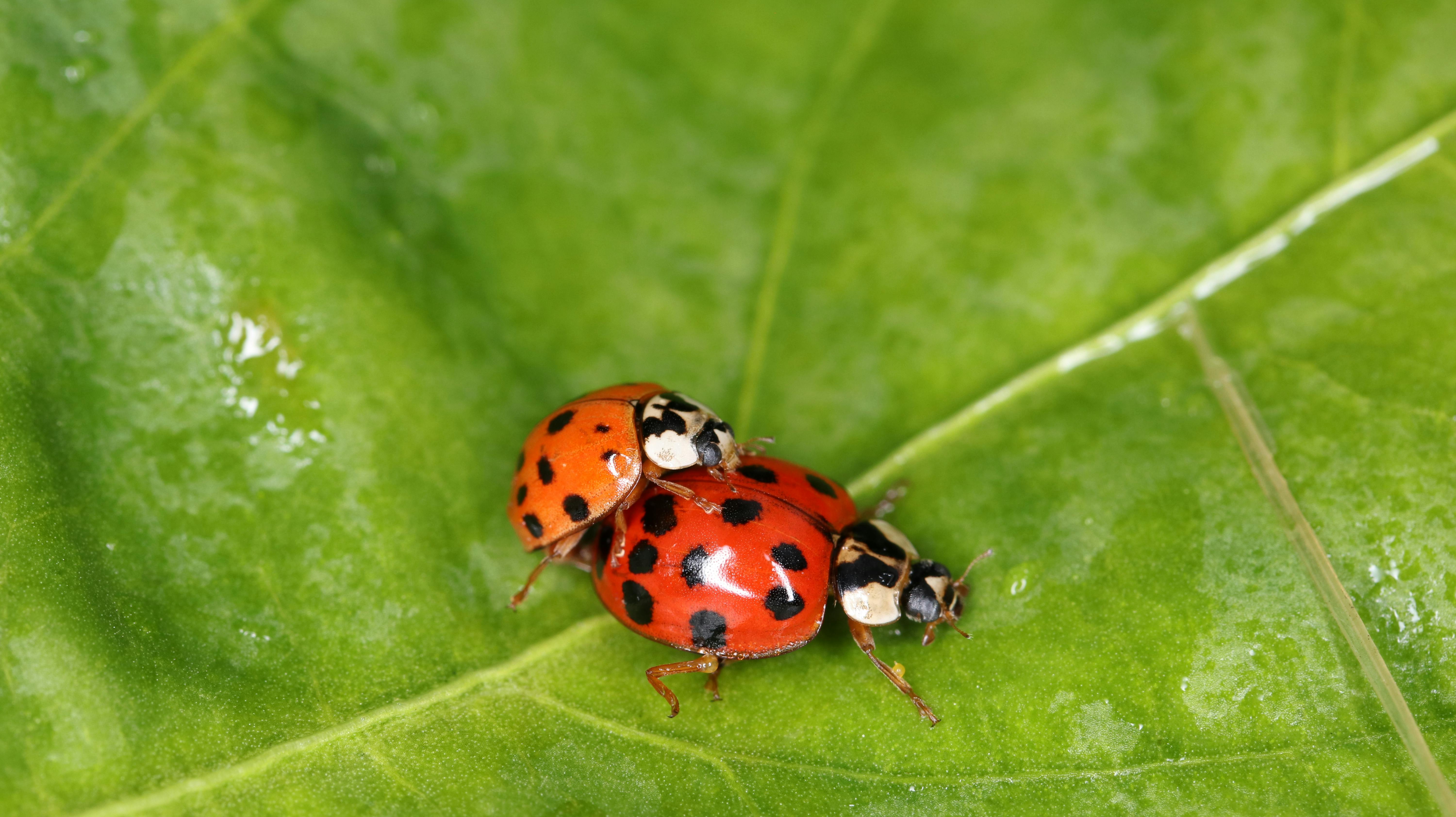 Faheem Anwar - 사진