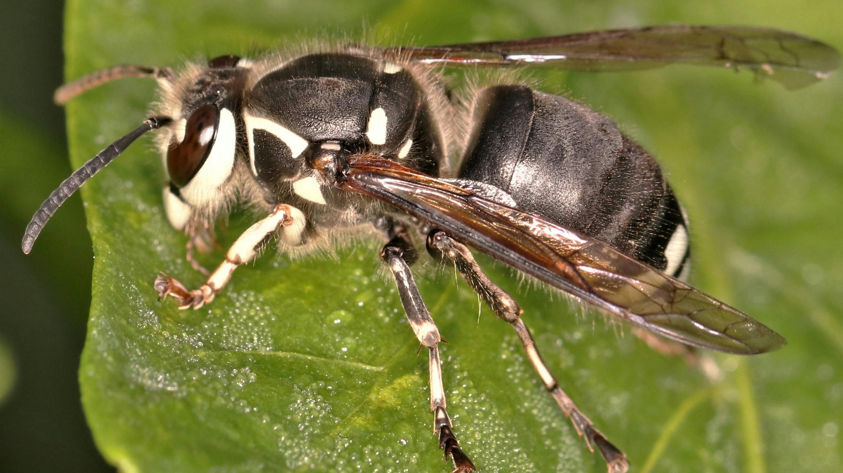 Faheem Anwar - 사진