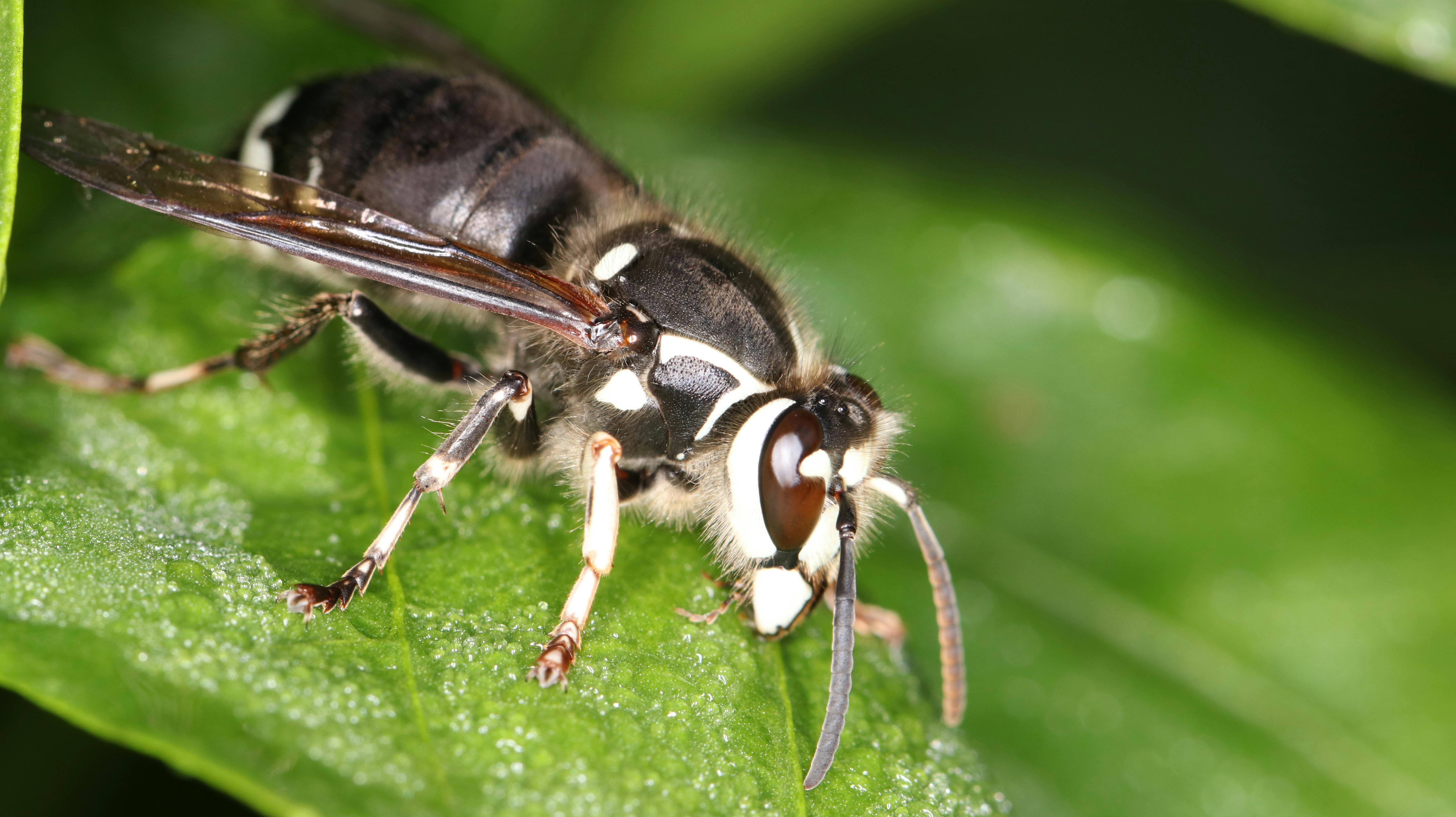 Faheem Anwar - 사진