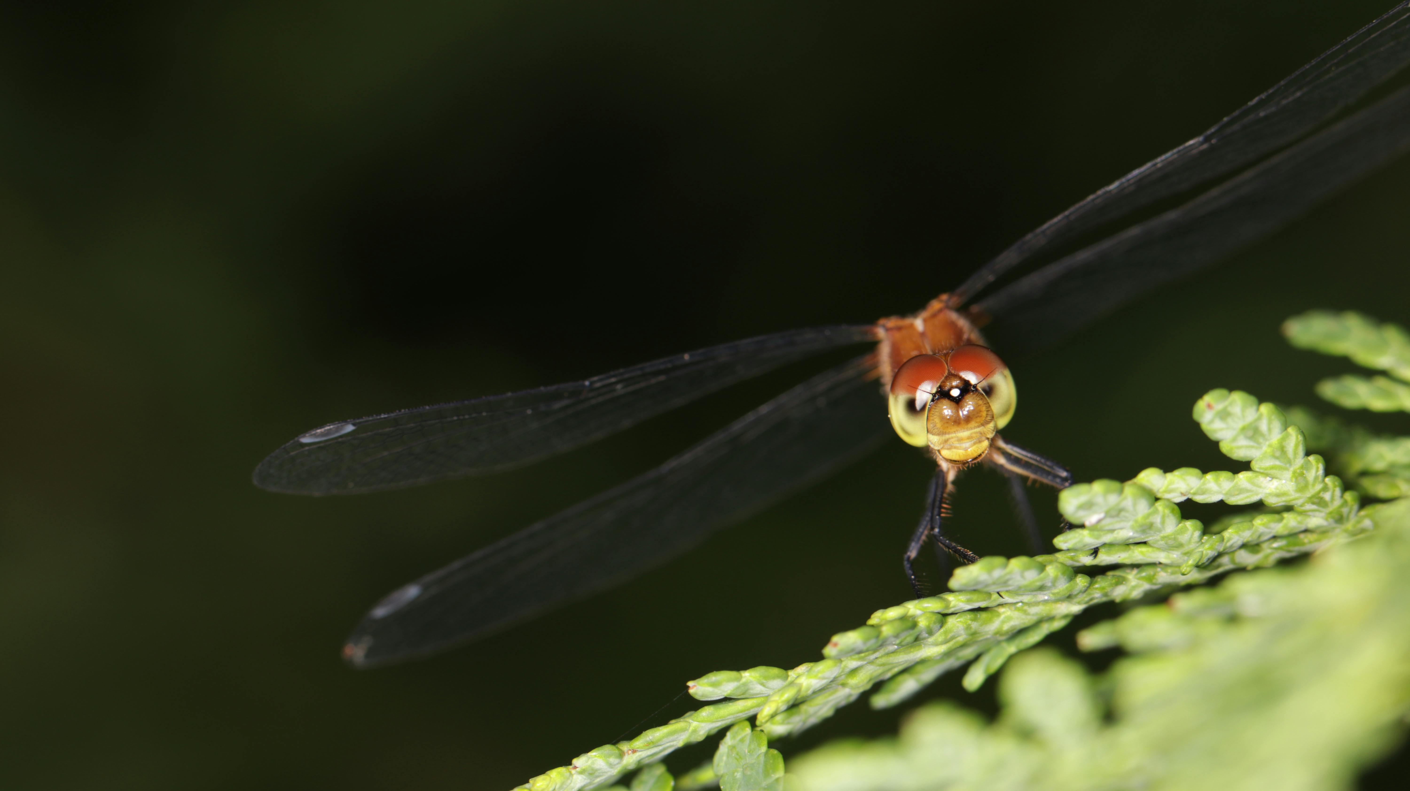 Faheem Anwar - 摄影