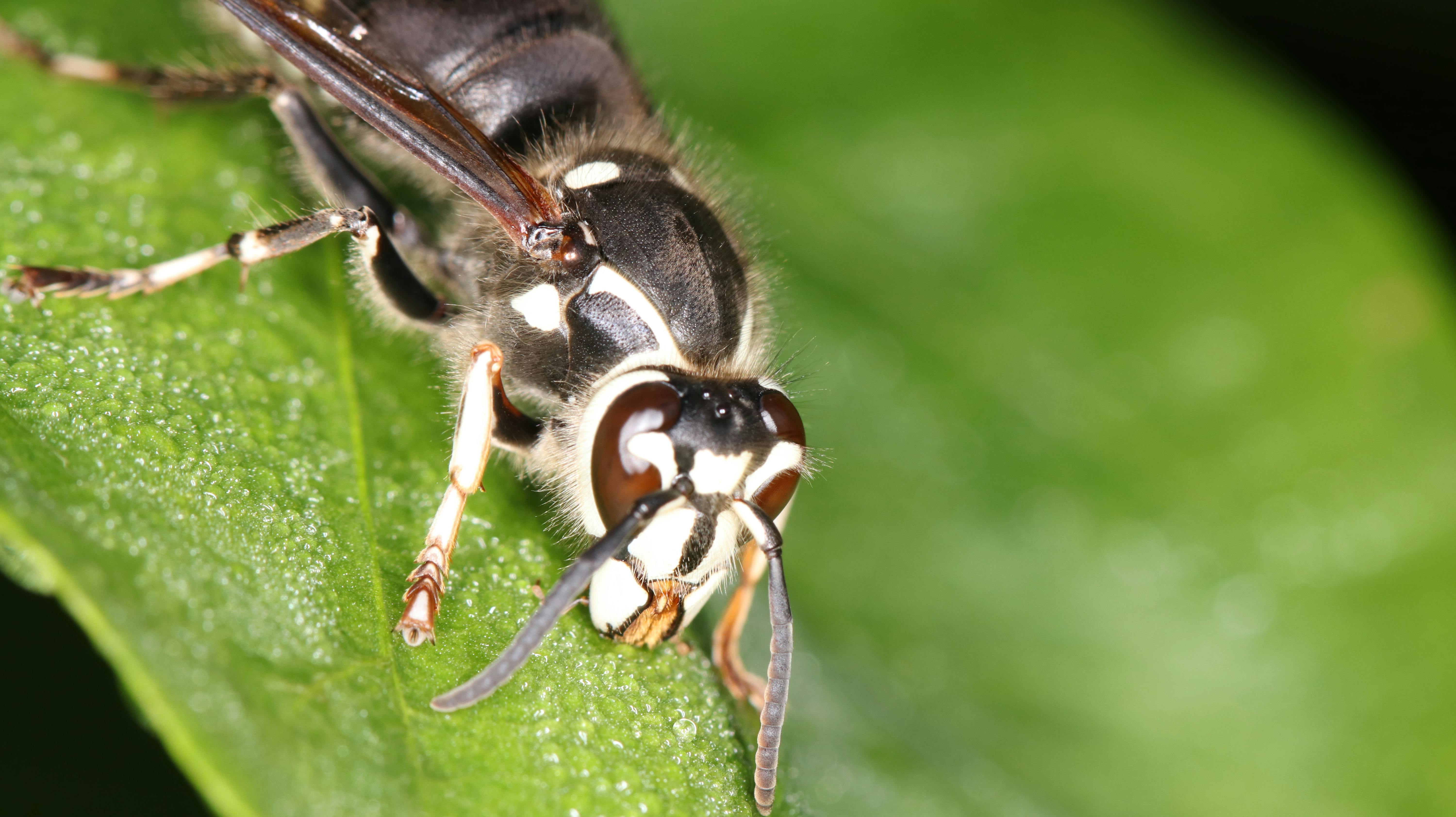 Faheem Anwar - 사진