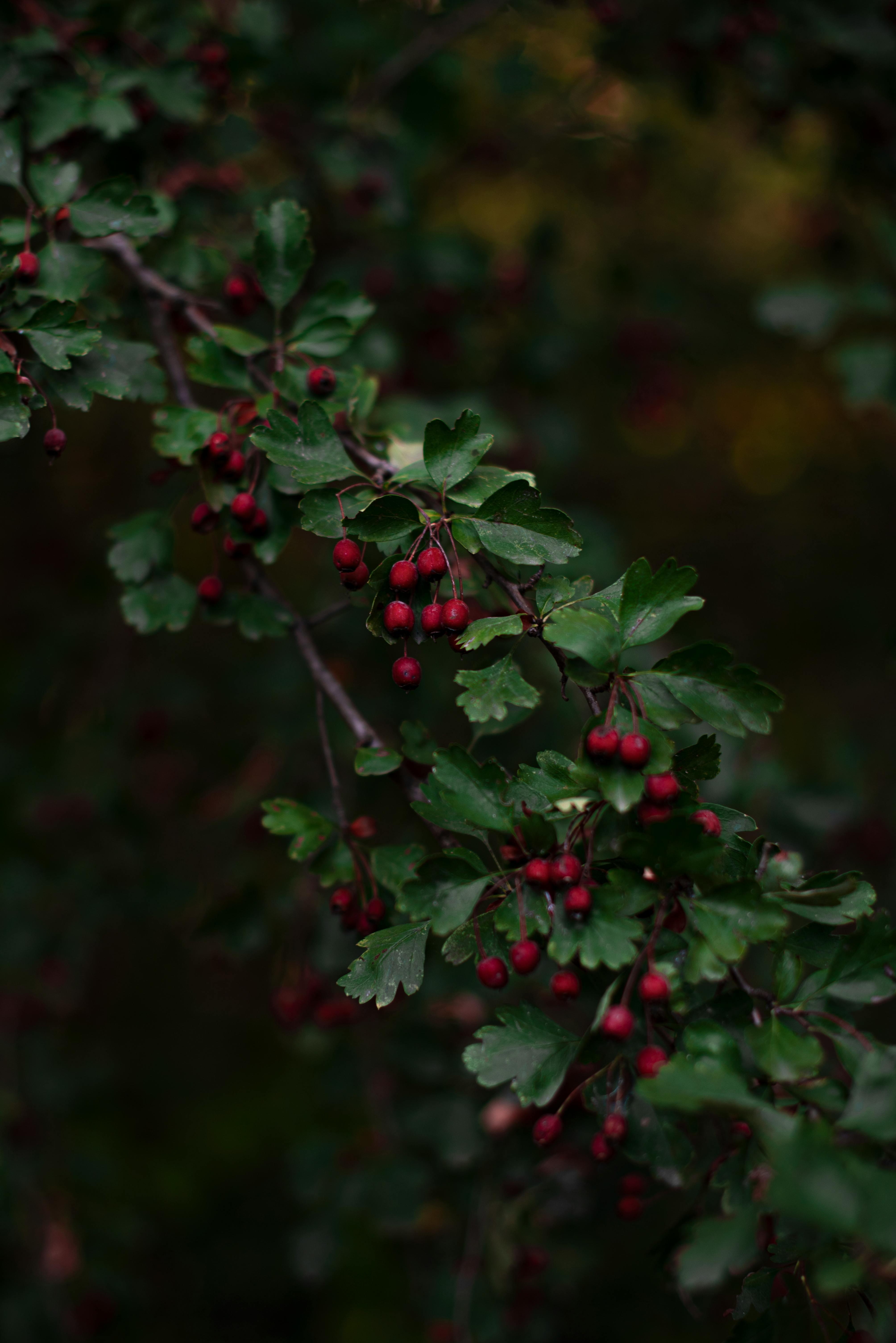 1000+ Great Green Color Photos Pexels · Free Stock Photos