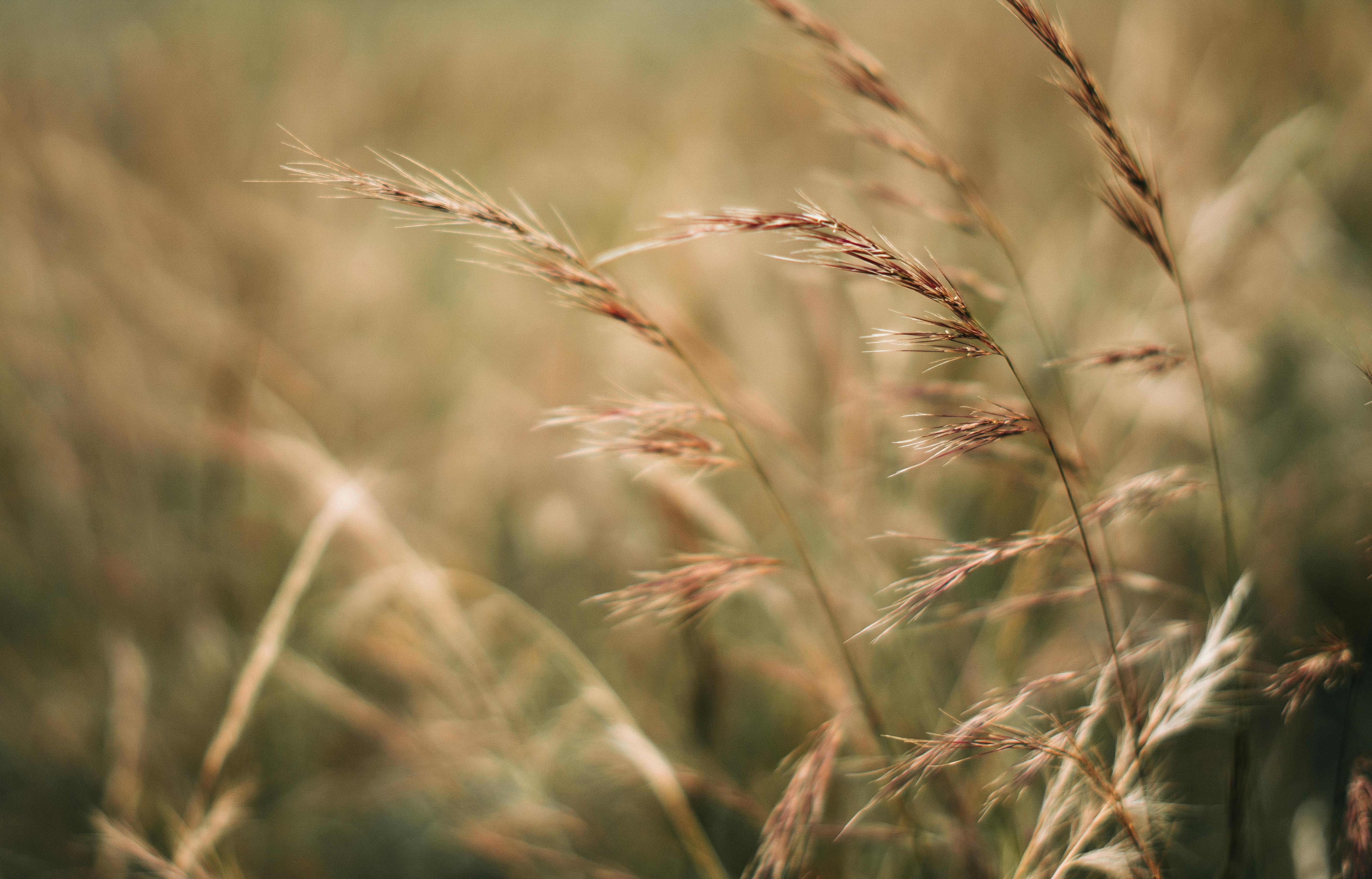 Brown Wheat Grain · Free Stock Photo