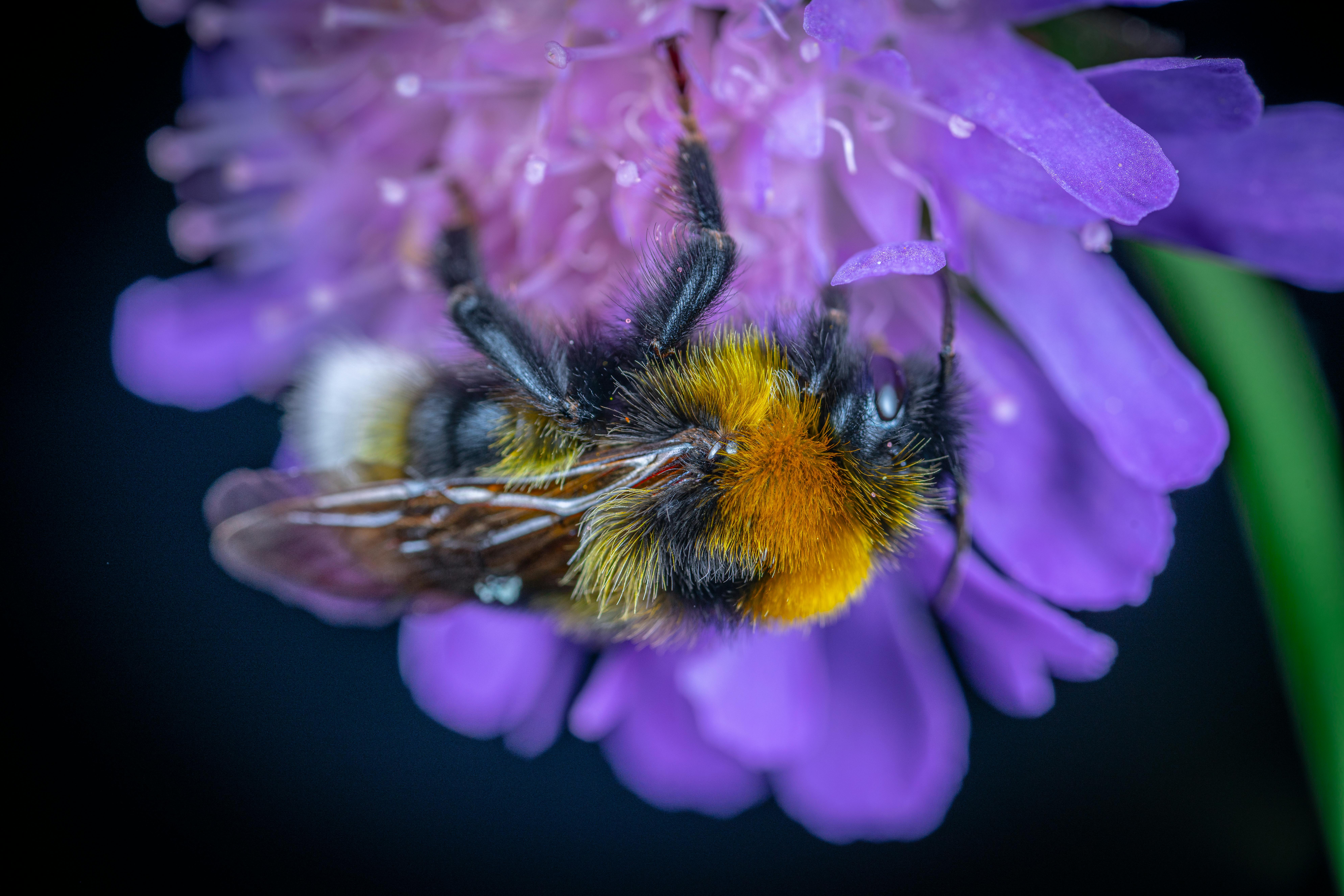 Close-Up of Bumblebee on Purple Flower · Free Stock Photo