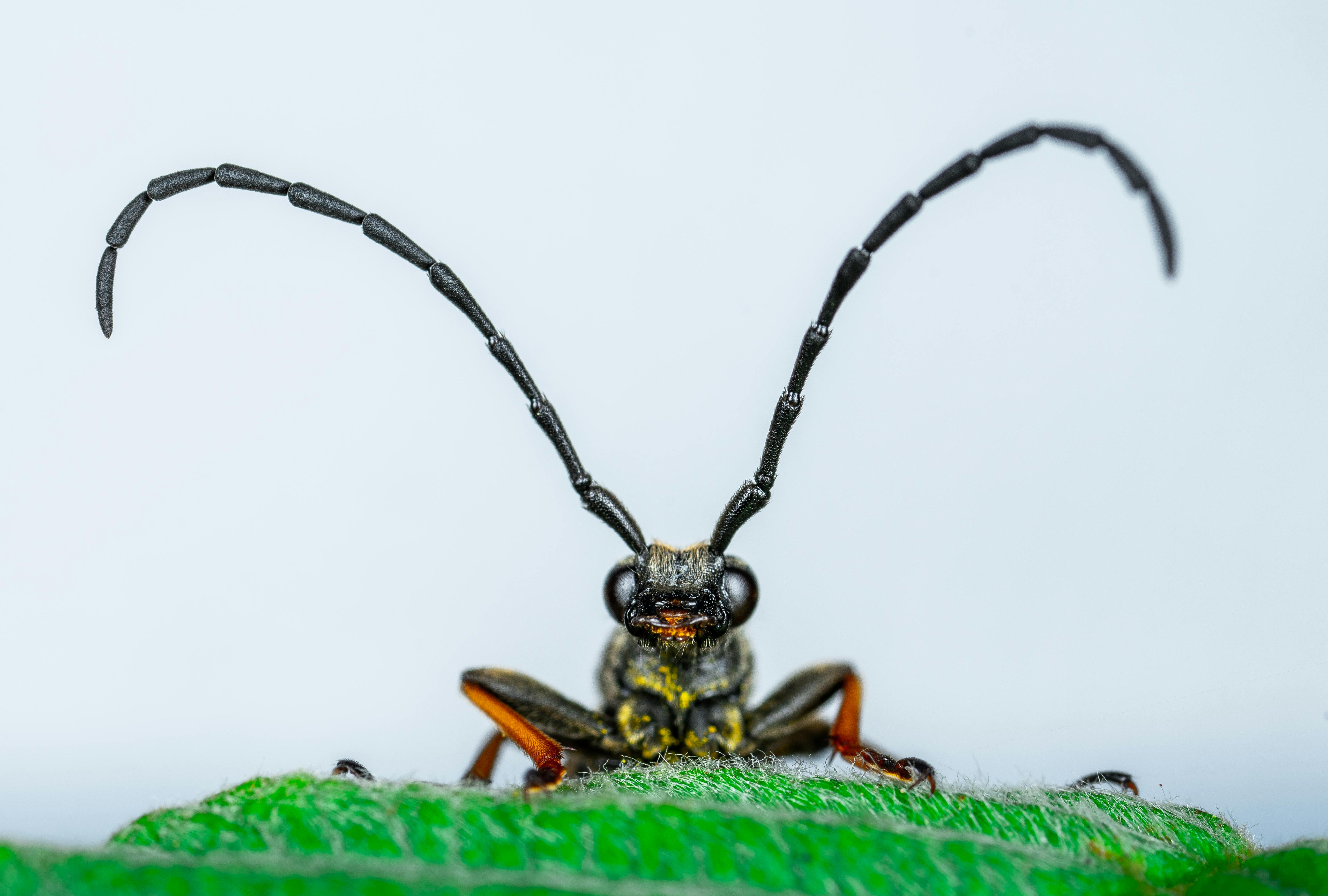 Black and White Insect on Green Leaf · Free Stock Photo