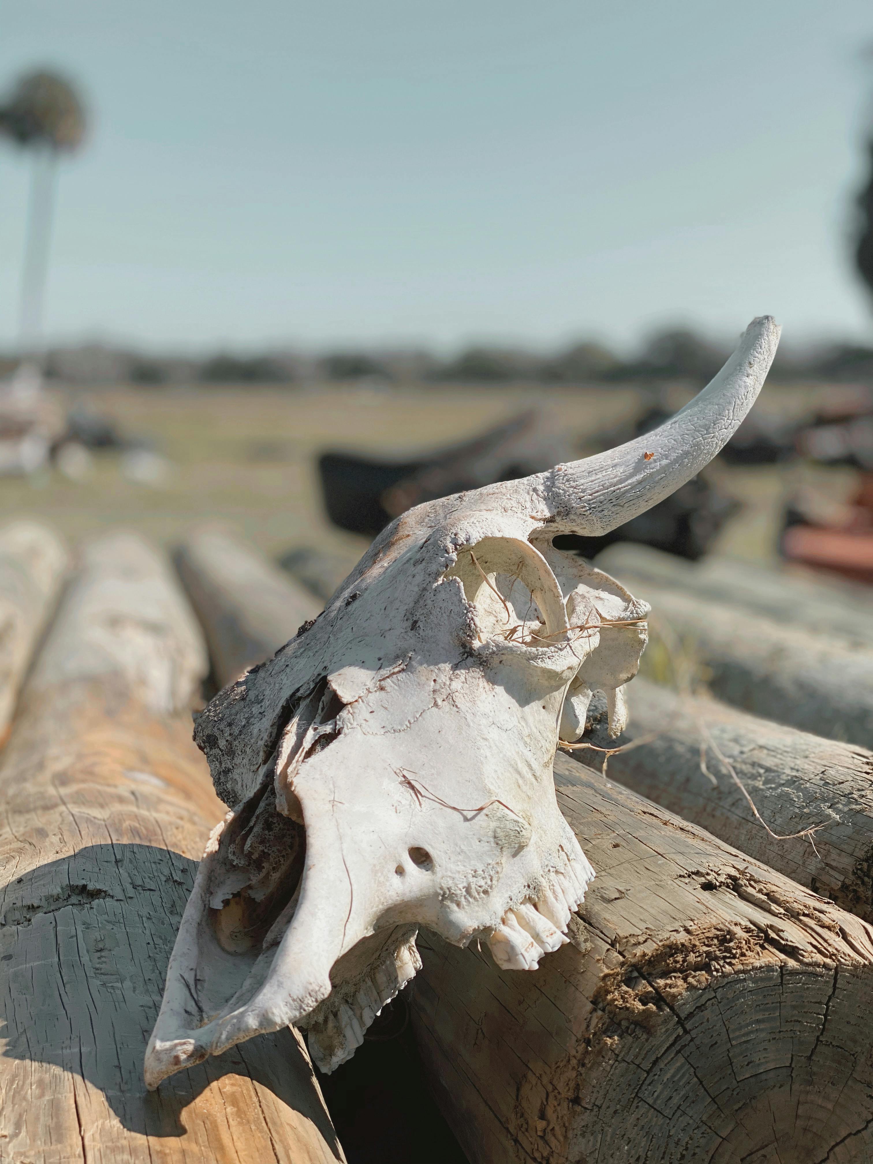 Gagan Kaur - Fotoğrafçılık