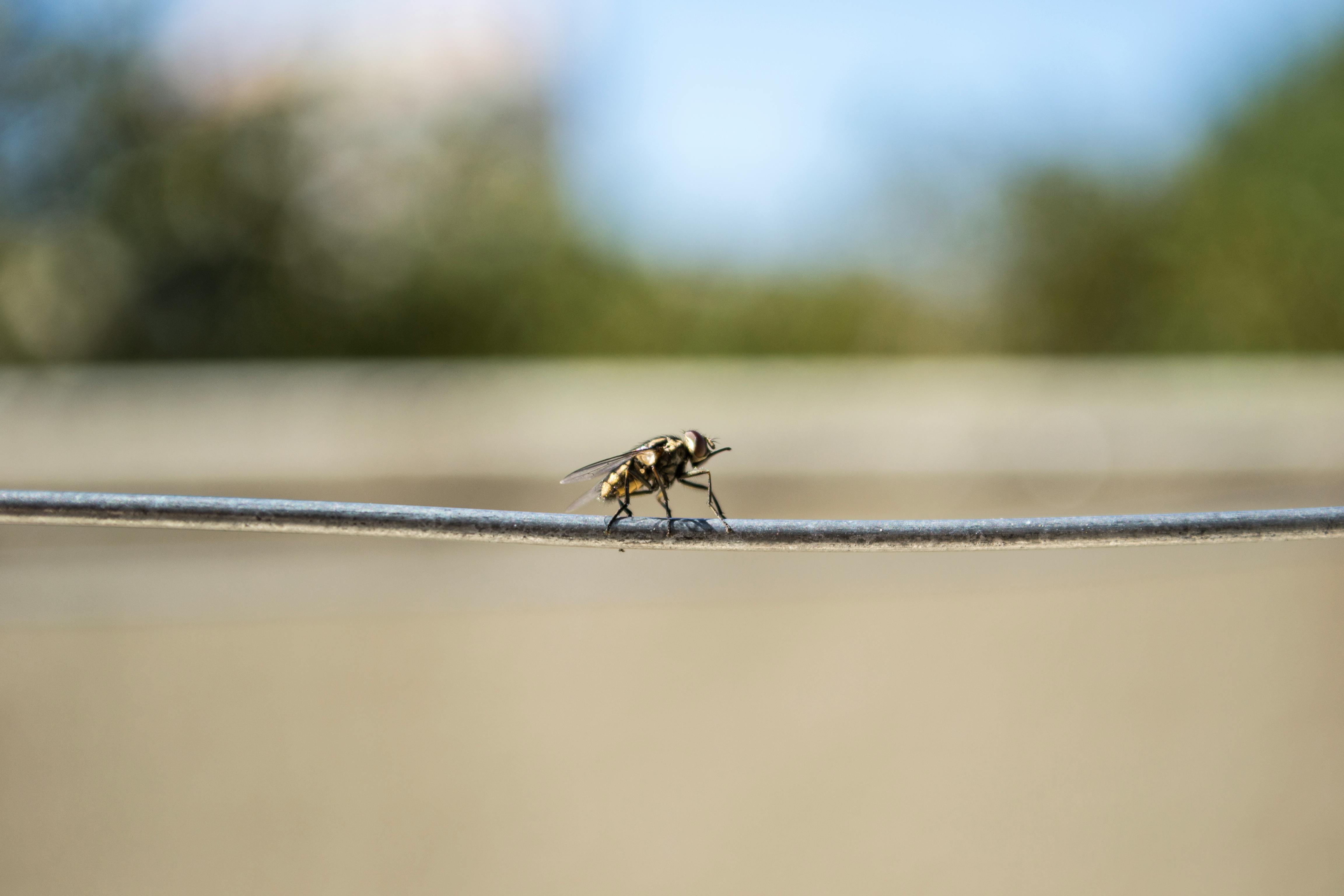 Free stock photo of bug, fly