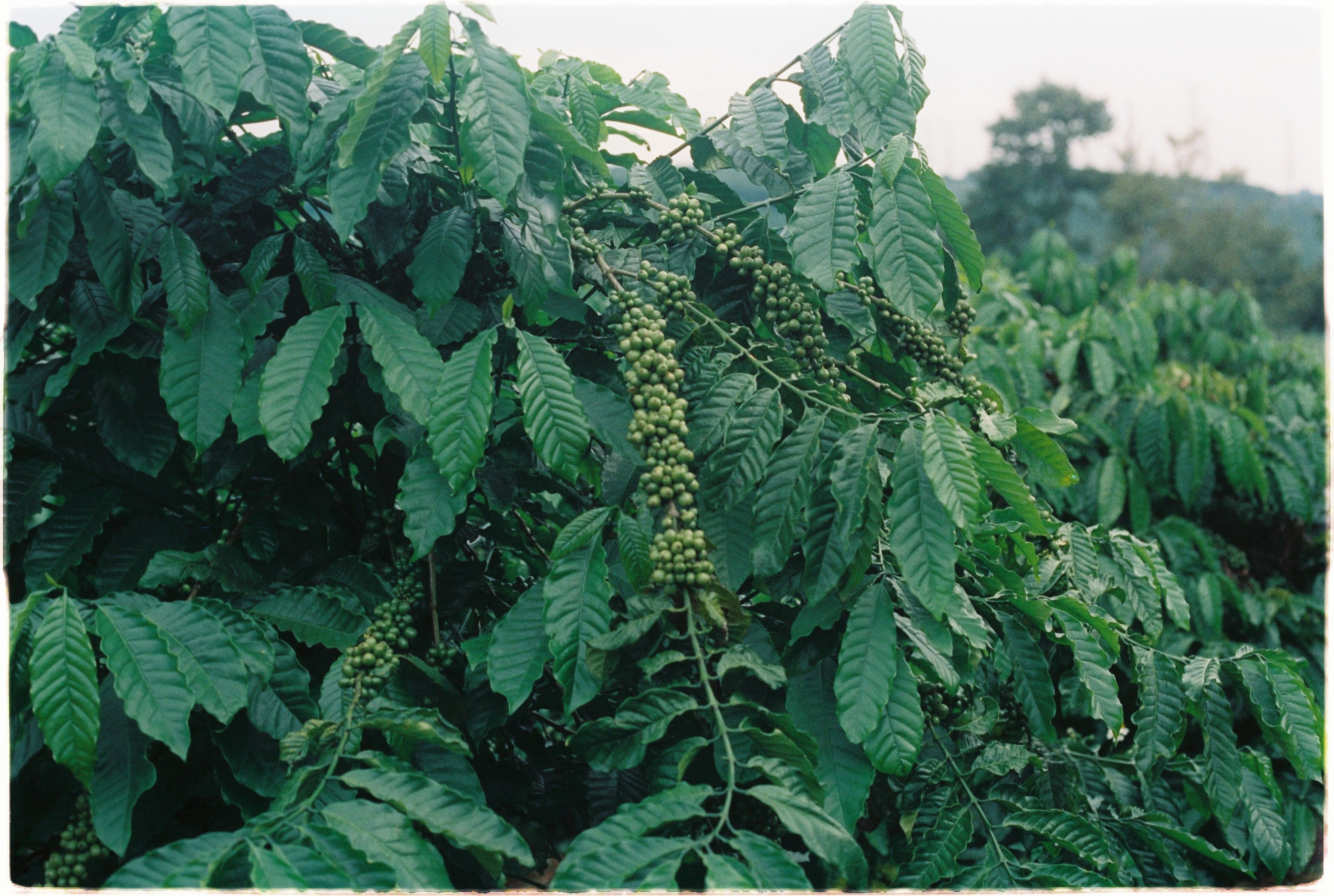Planta De Café Exuberante Con Frutos Verdes Al Aire Libre. · Foto de ...
