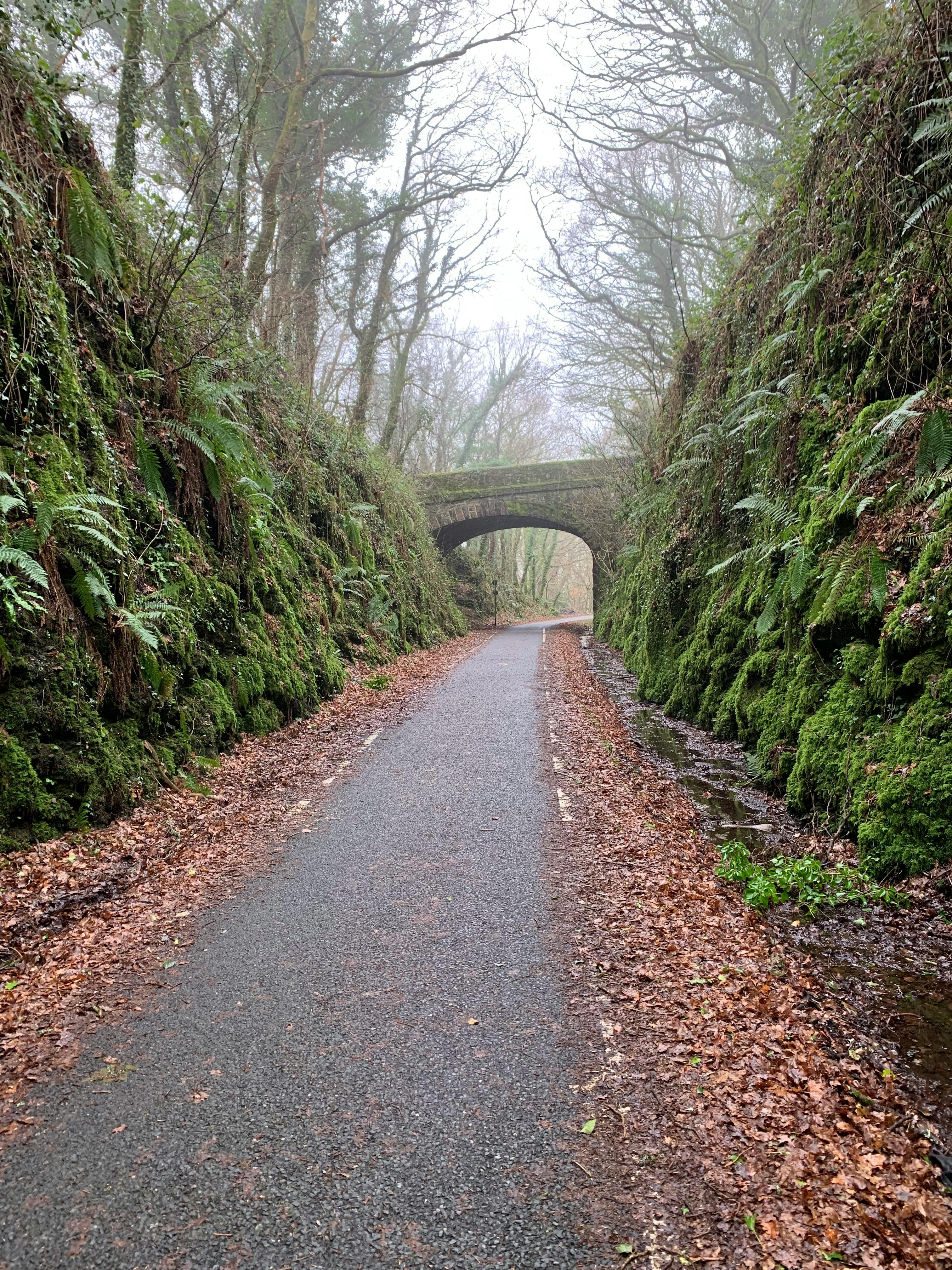 Bosques De Plymbridge Photos, Download The BEST Free Bosques De ...